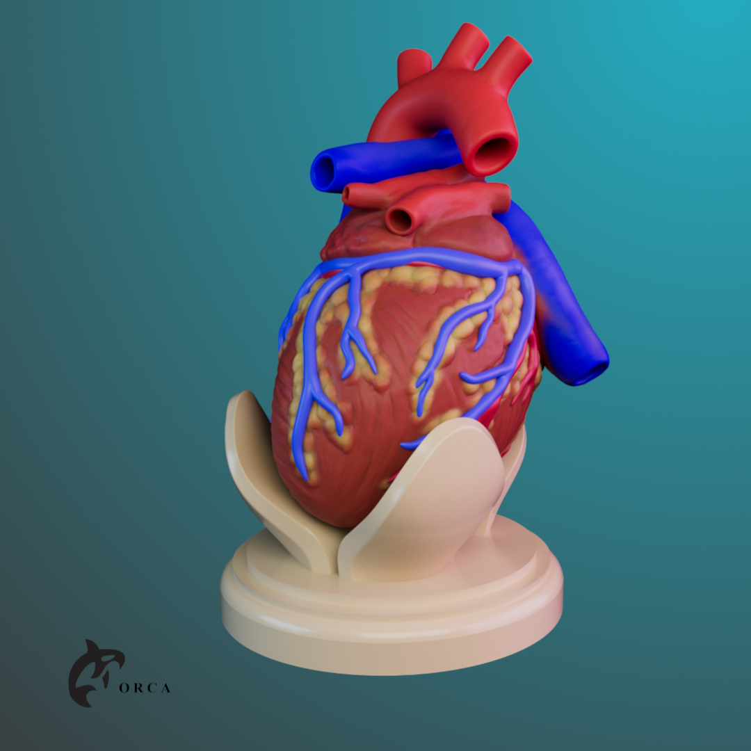 HEART ANATOMY FOR EDUCATION | 3D models download | Creality Cloud