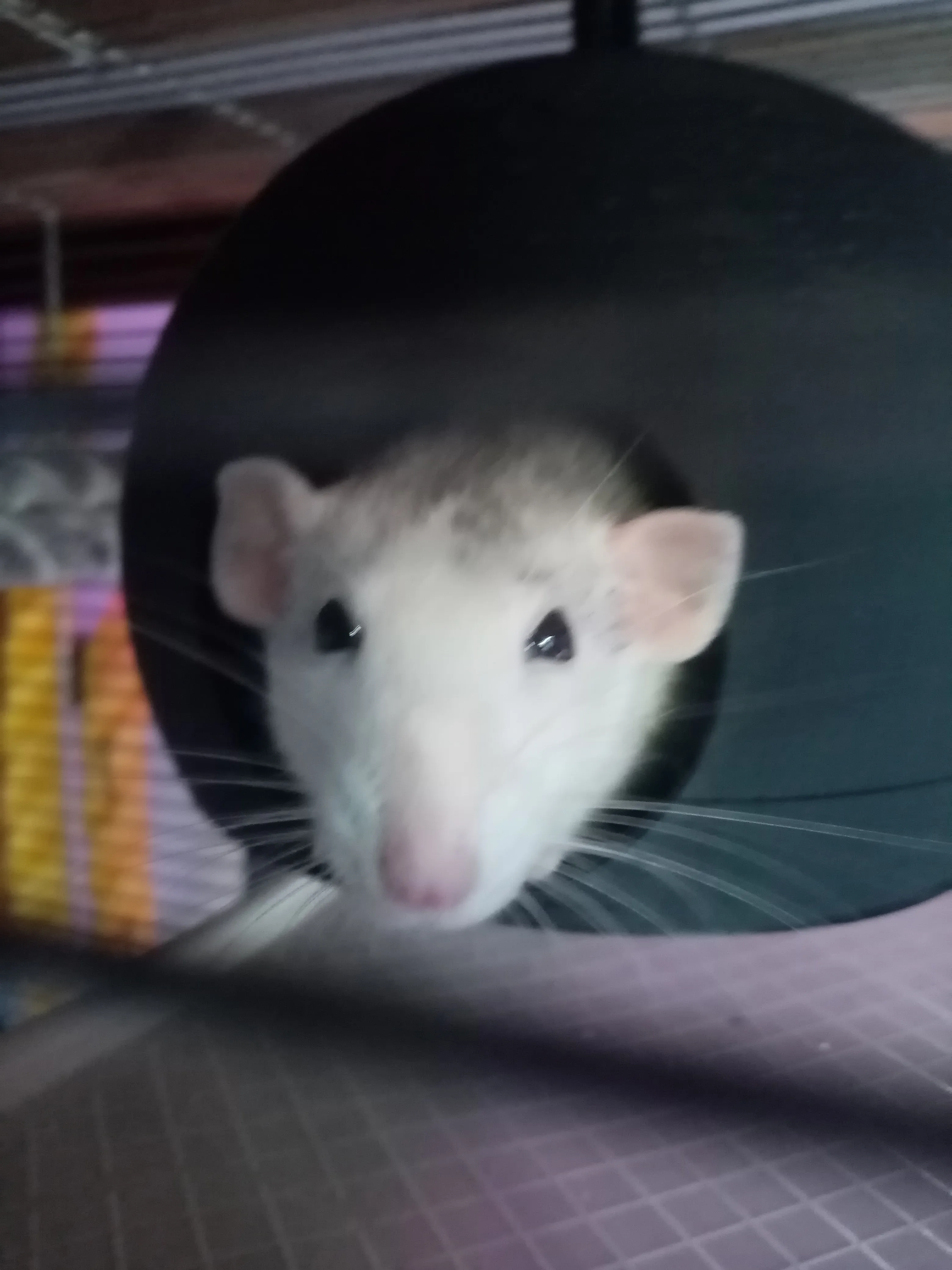 Free Pets STL Download - Ball house for ratsby Rat in 3D