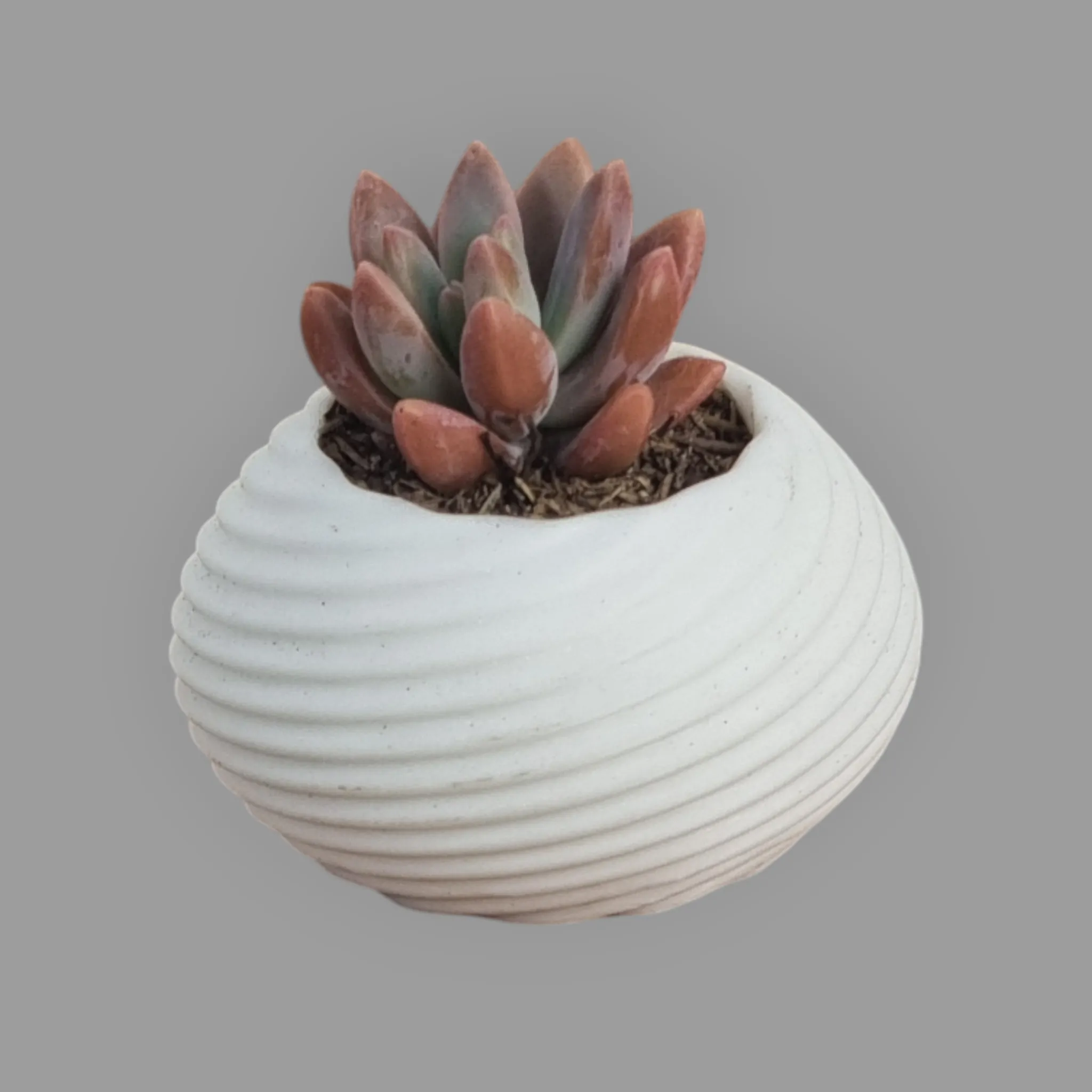 Home Decorations & Ornaments STL Download - Base para suculenta ...