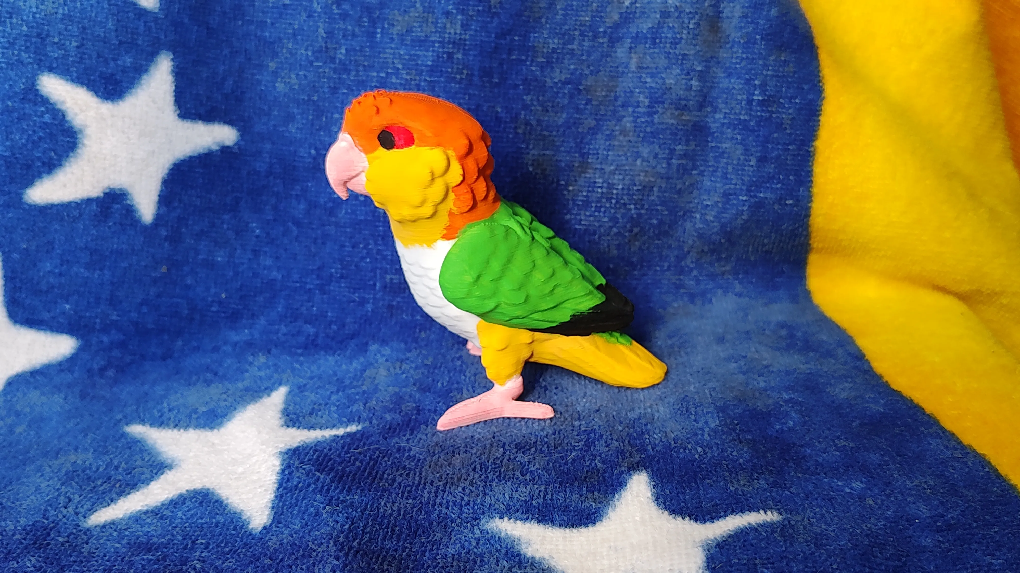 Caique | 3D models download | Creality Cloud