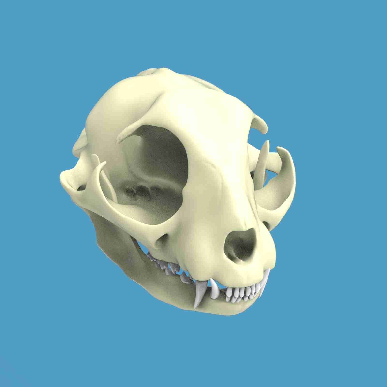 Cat Skull | 3D models download | Creality Cloud