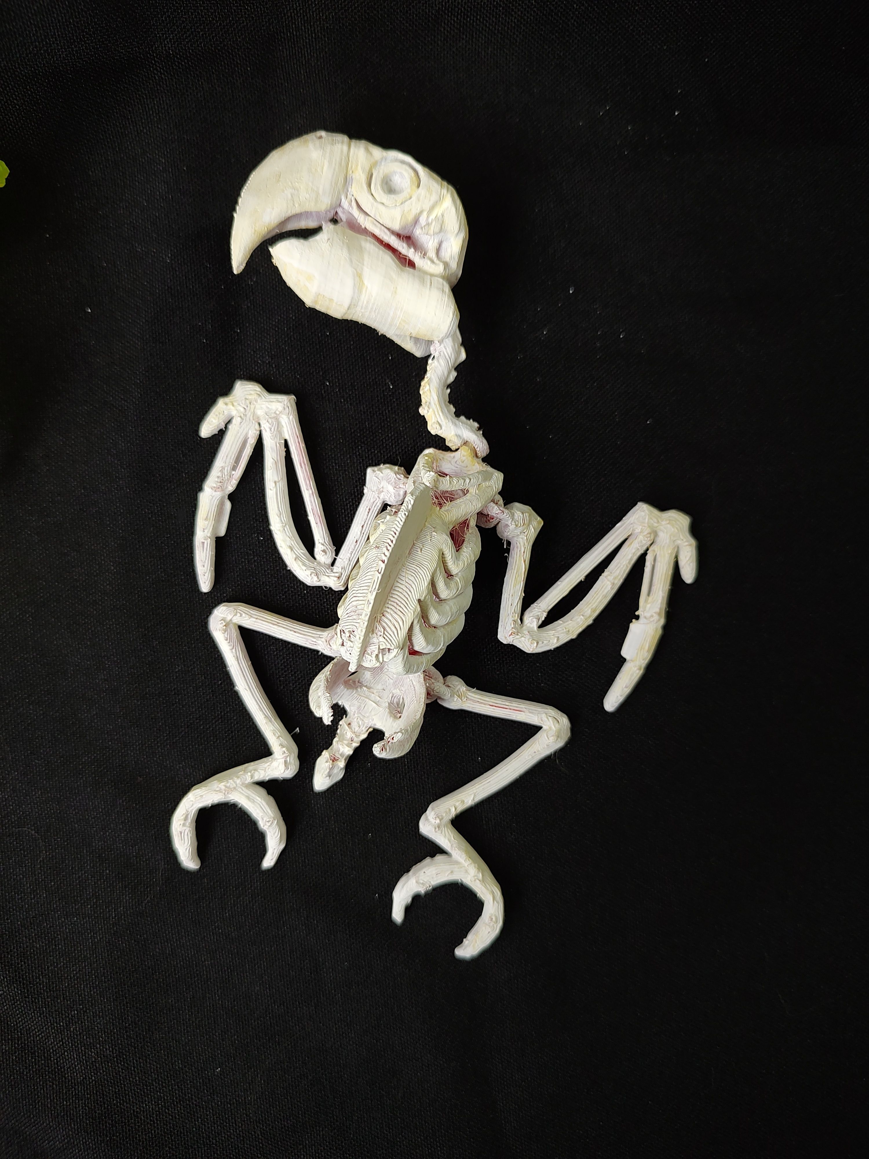 Parrot Skeleton | 3D models download | Creality Cloud