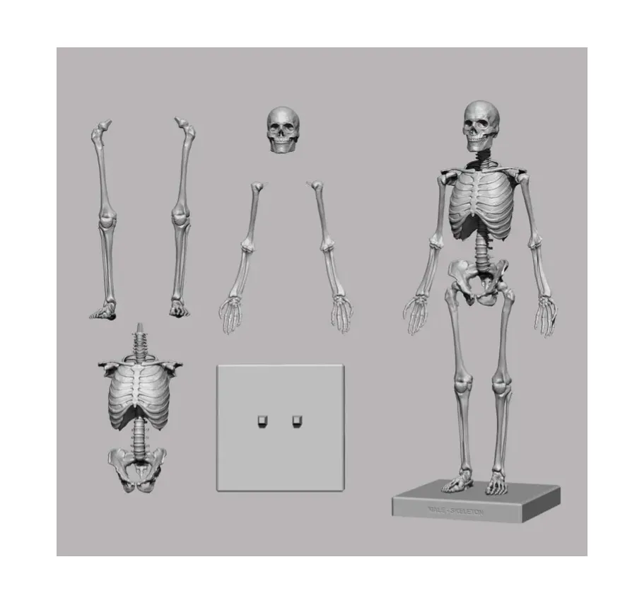 Archivos de impresora 3D | Archivo 3MF | Full Skeleton | Creality Cloud