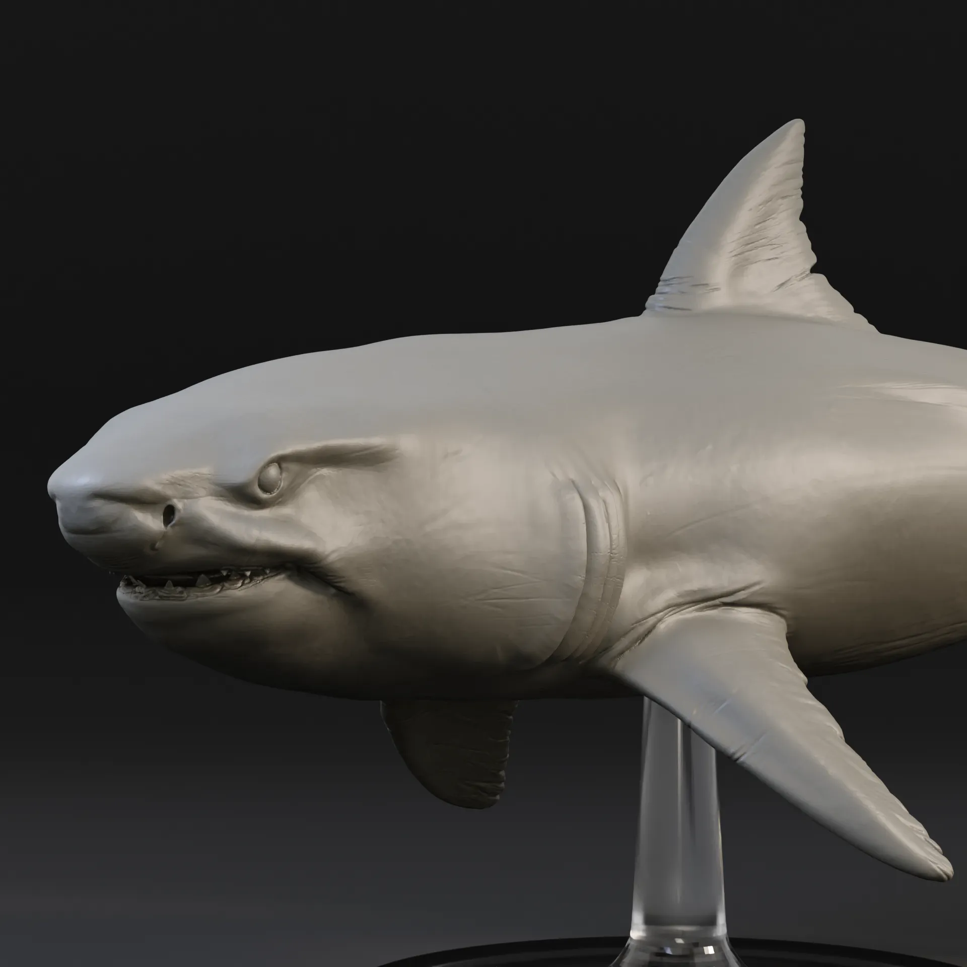 Great white shark | 3D models download | Creality Cloud