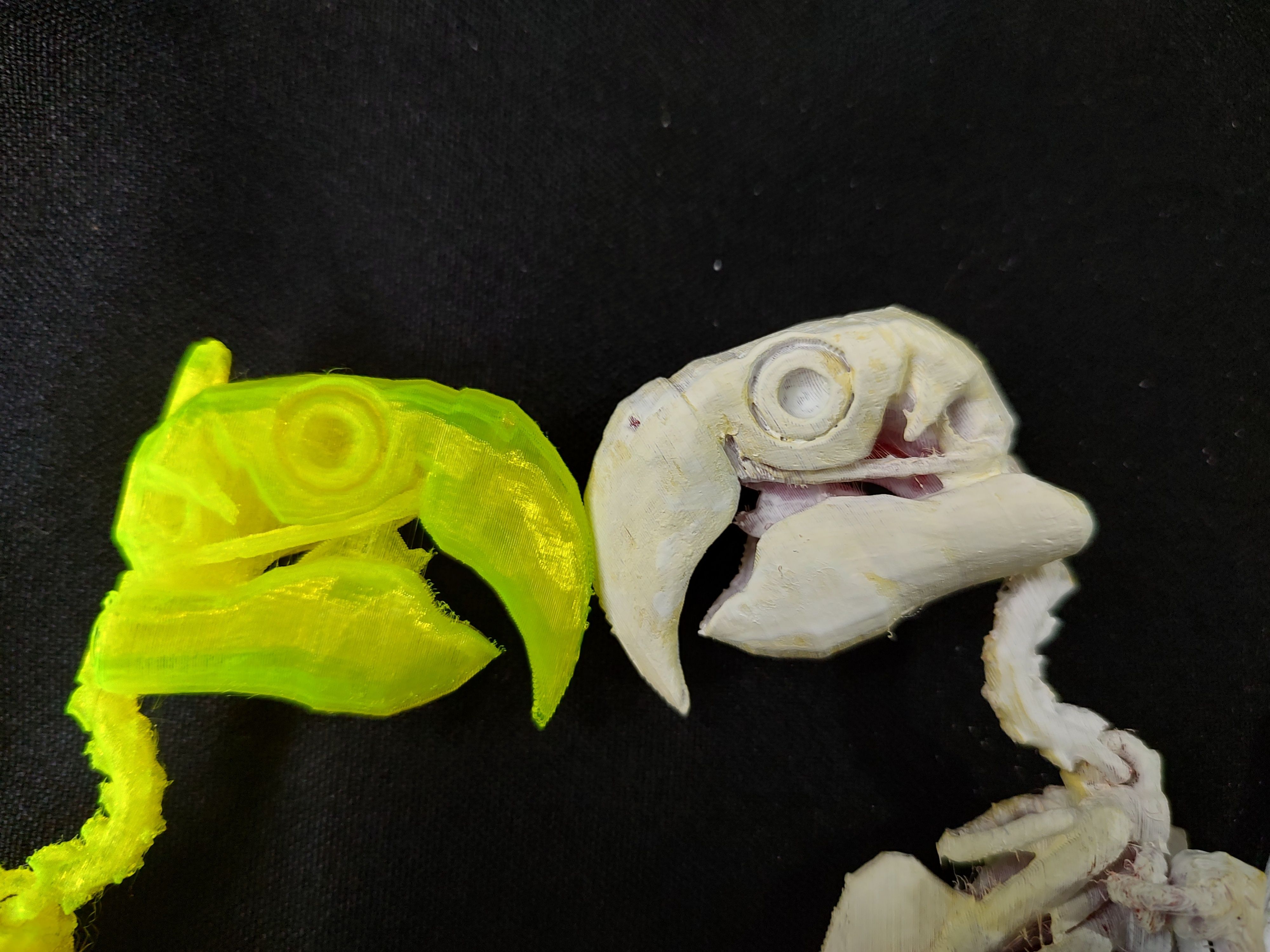 Parrot Skeleton | 3D models download | Creality Cloud