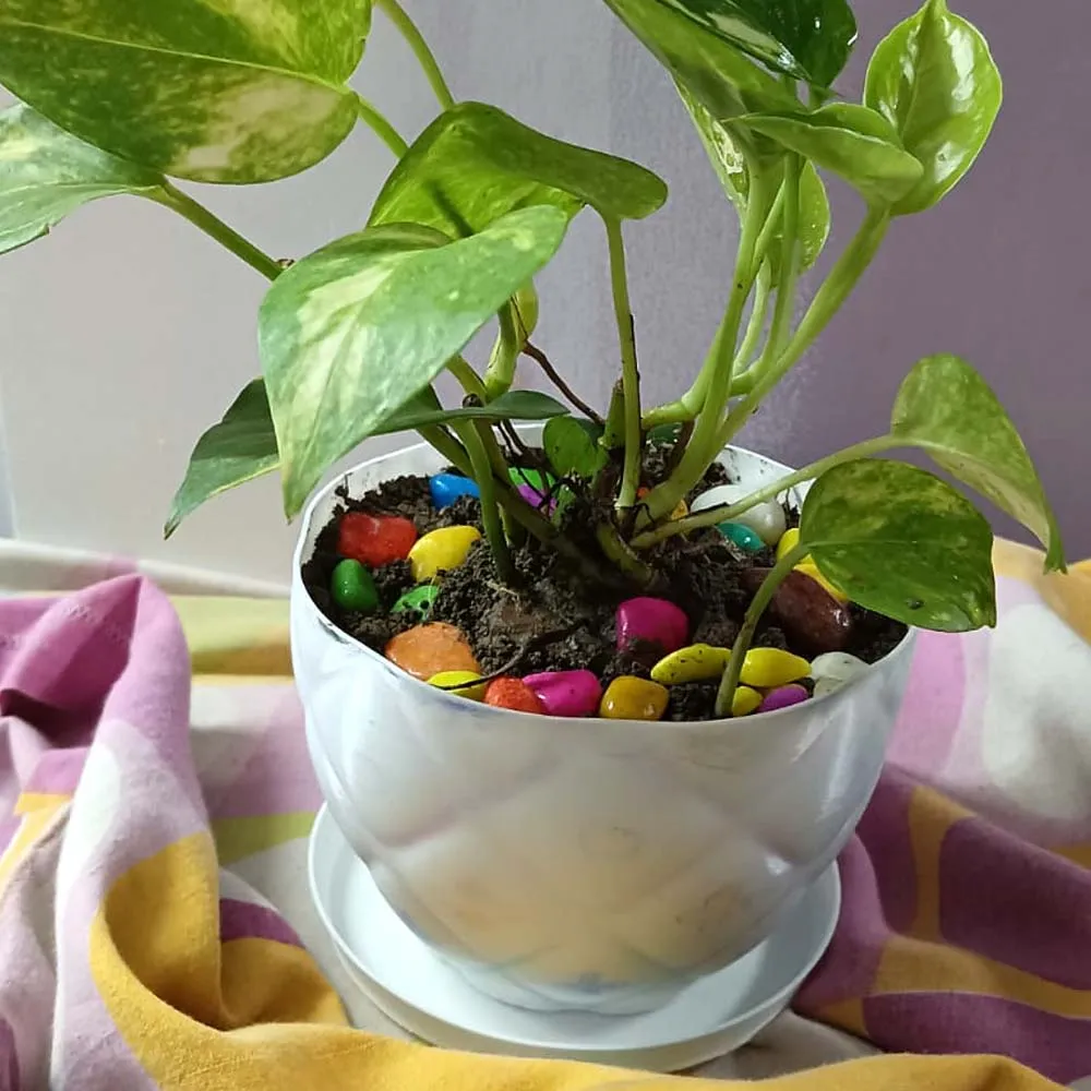 Home Decorations & Ornaments STL Download - AC-PLANTER-POT-015by AYUSH ...