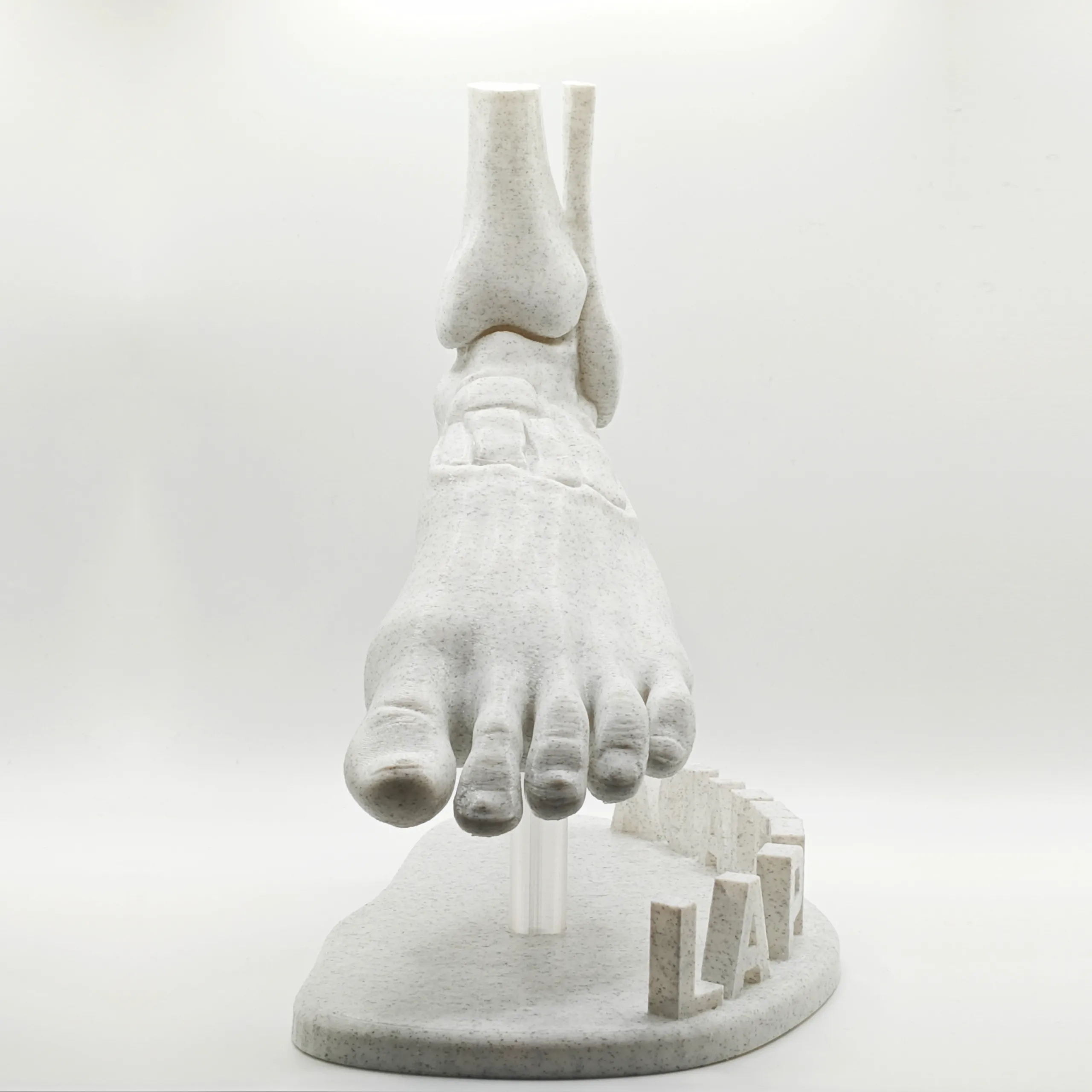 Sculptures & Artworks STL Download - 🦶Anatomical Foot Model - With ...