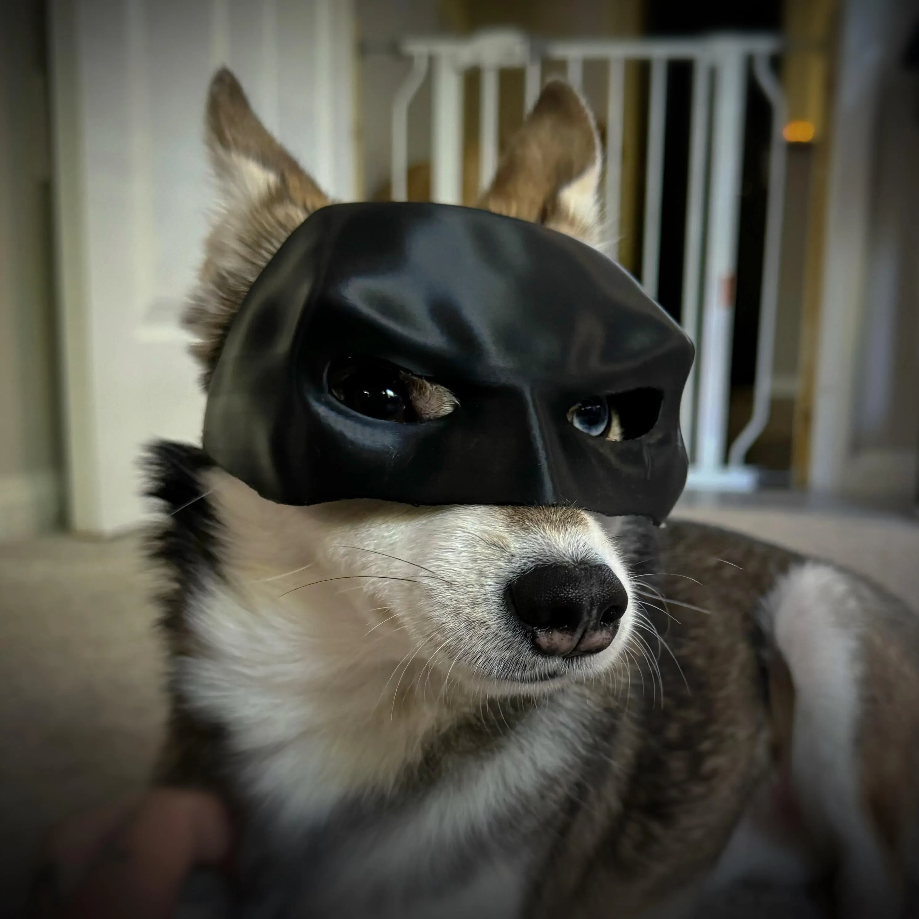 3D Printer Files | 3MF File | Cat/Dog Bat Mask | Creality Cloud