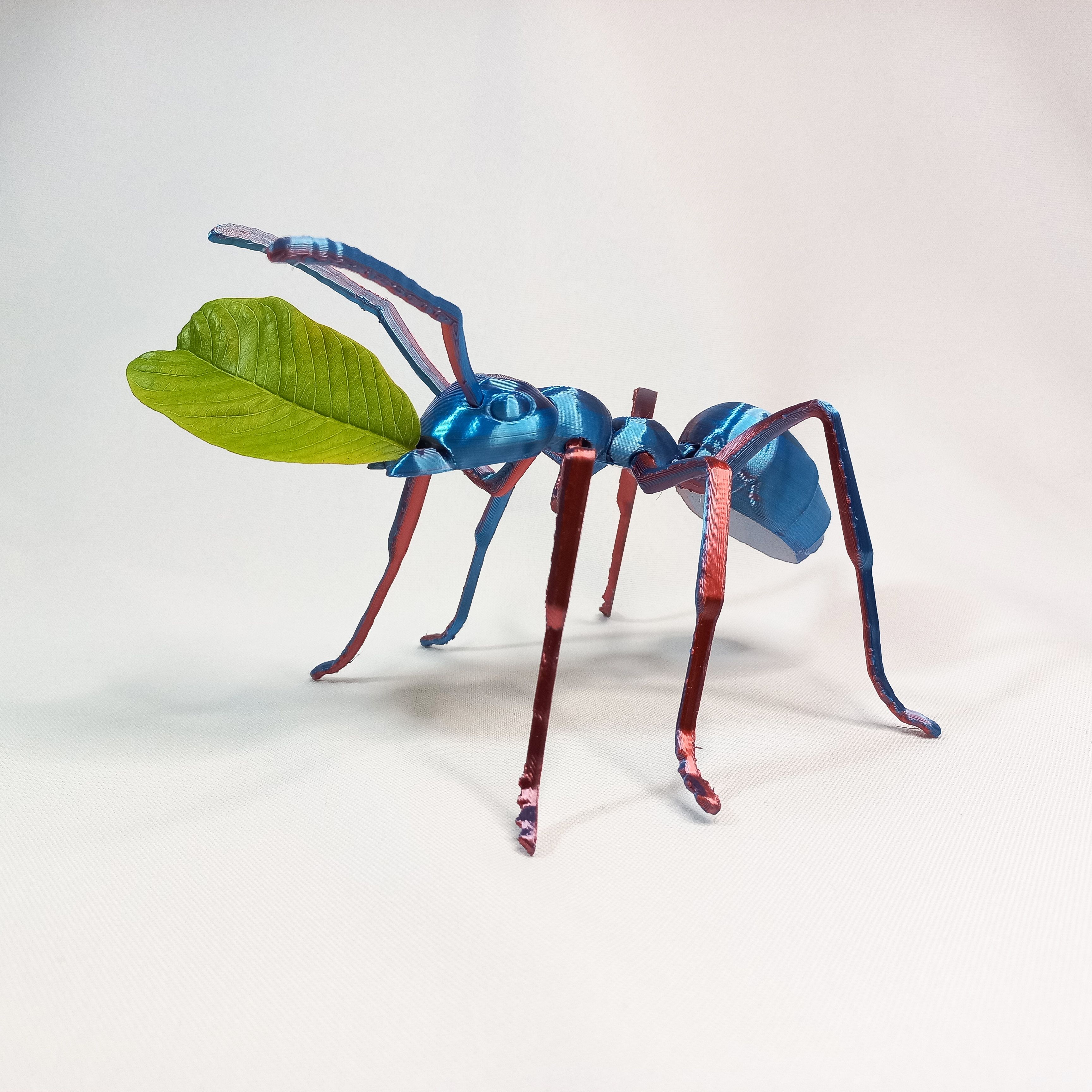 ANT | 3D models download | Creality Cloud