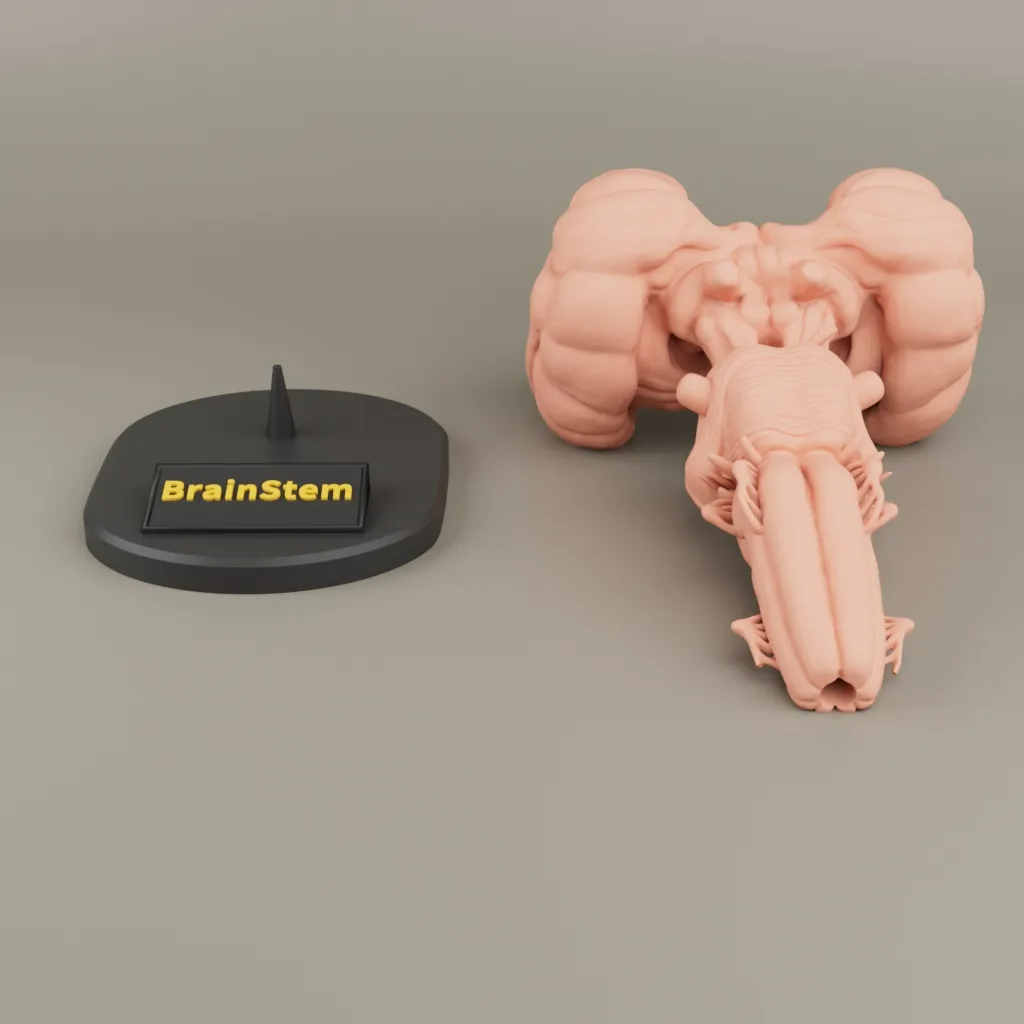 Other STL Download - Brain Stem anatomy For 3D printingby OrcaStudio