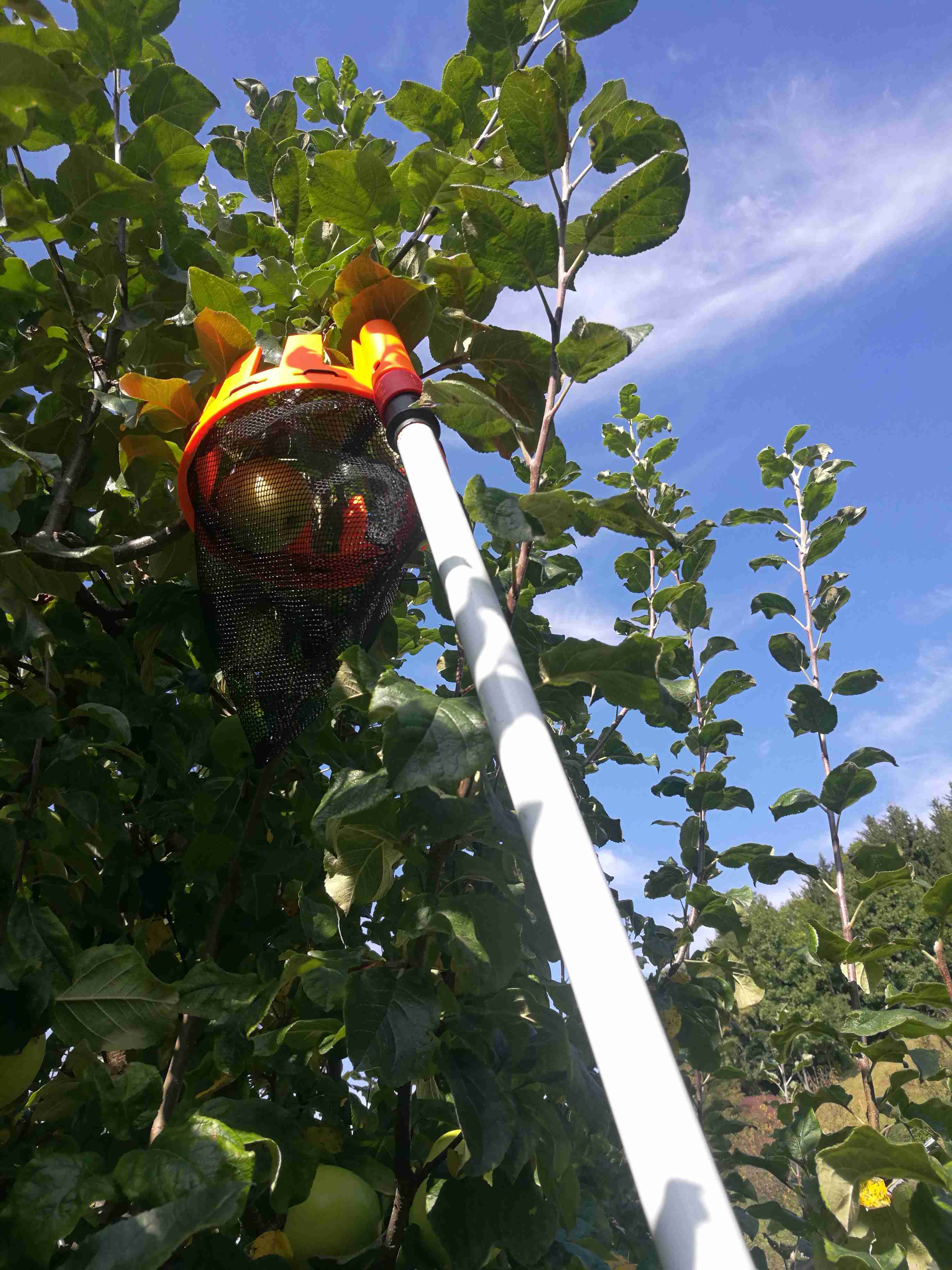Fruit Picker (Fruiter) | 3D models download | Creality Cloud