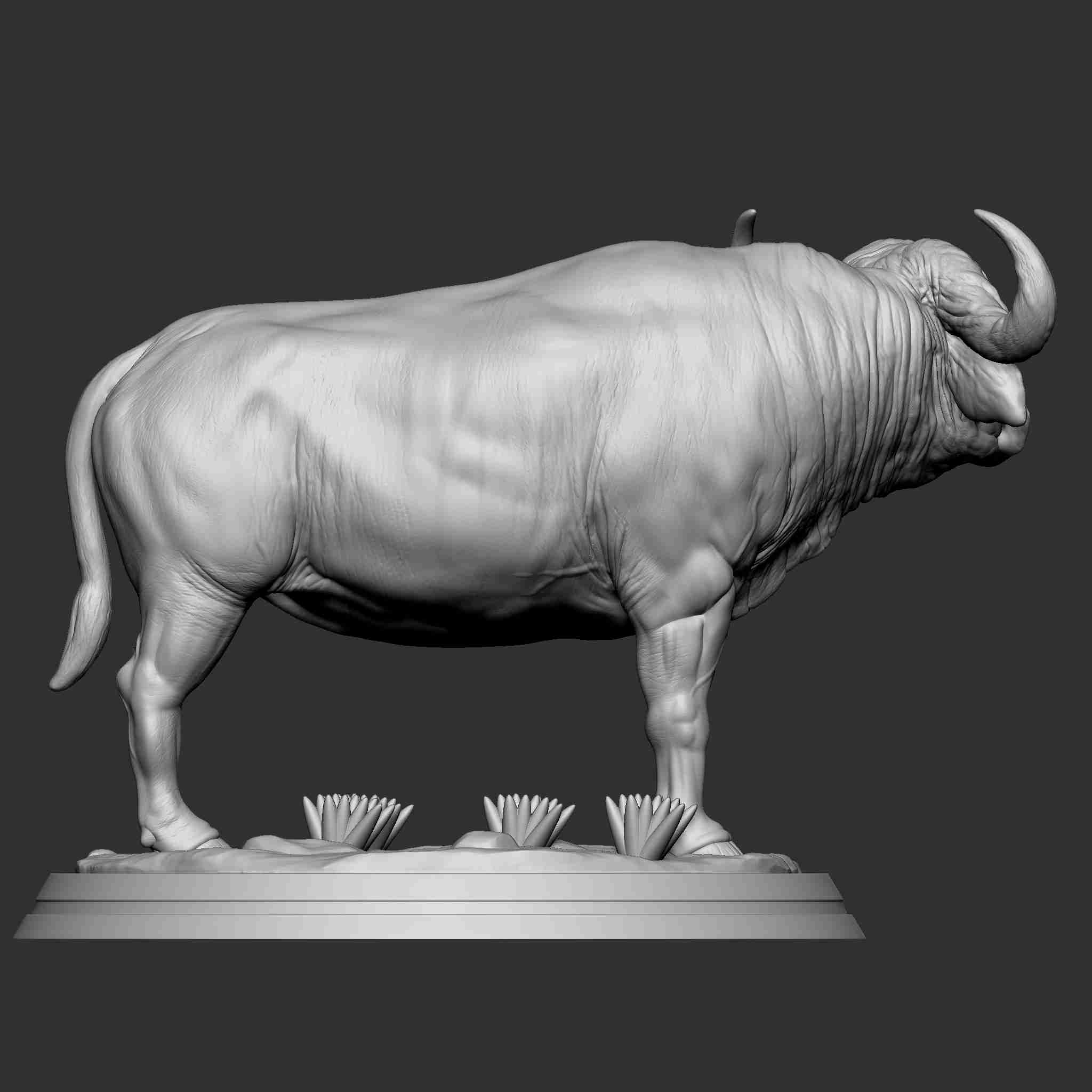 CAPE BUFFALO | 3D models download | Creality Cloud