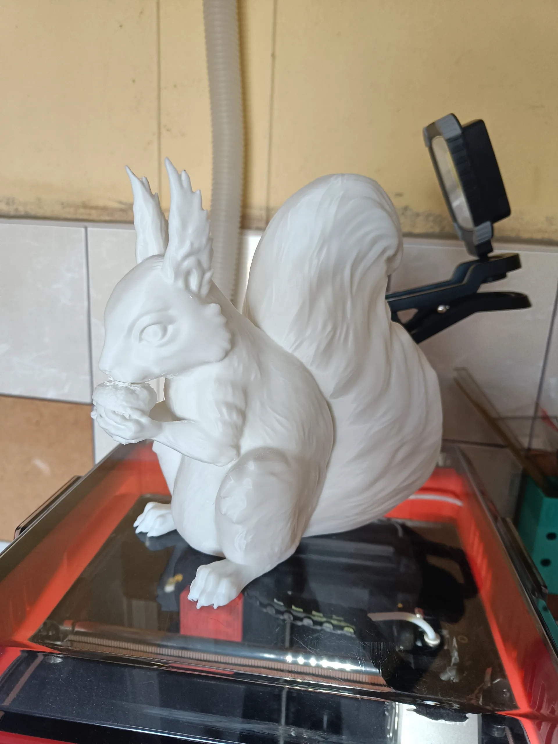 squirrel beautiful | Creality Cloud