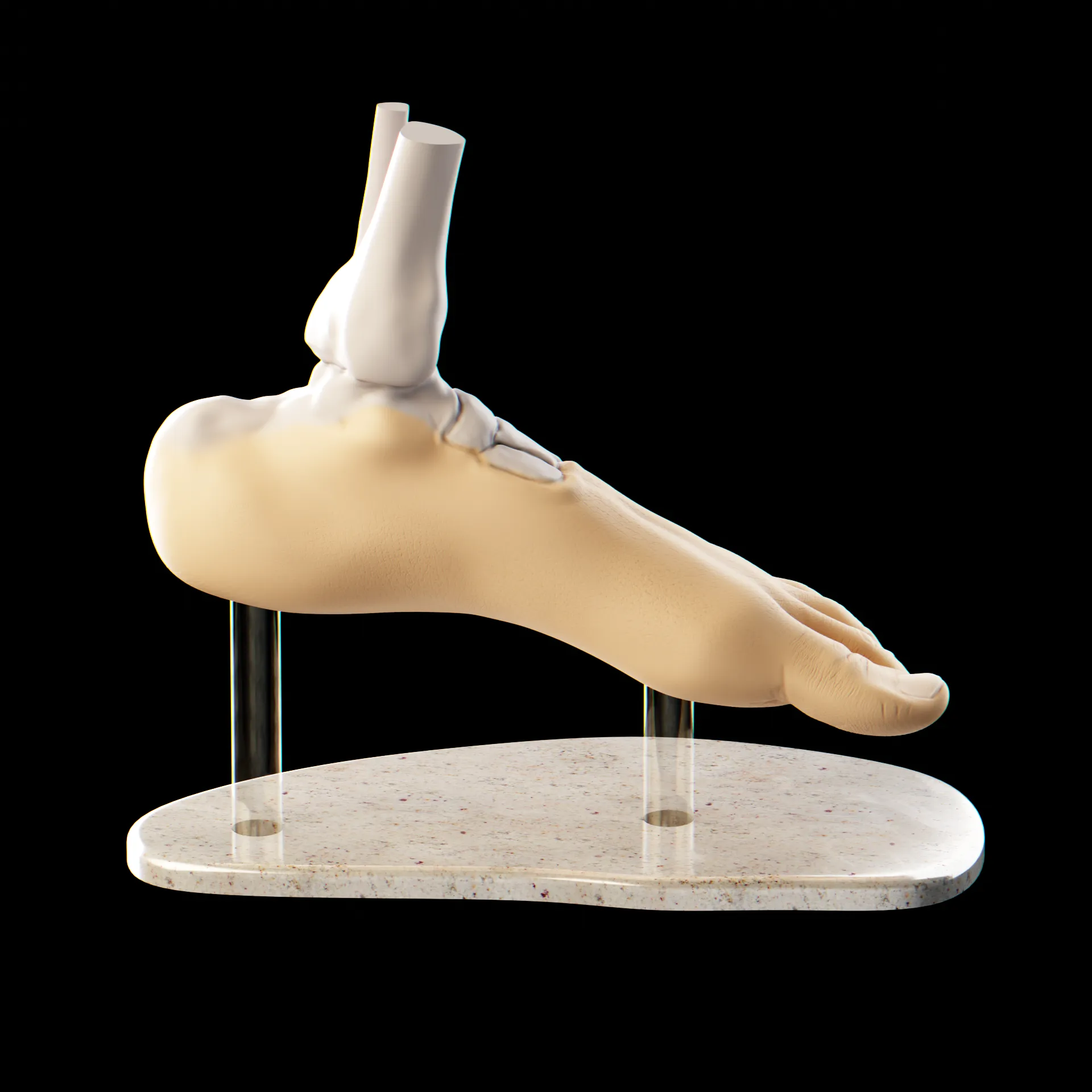 Sculptures & Artworks STL Download - 🦶Anatomical Foot Model - With Customizable Base 🦶by Daniel ...