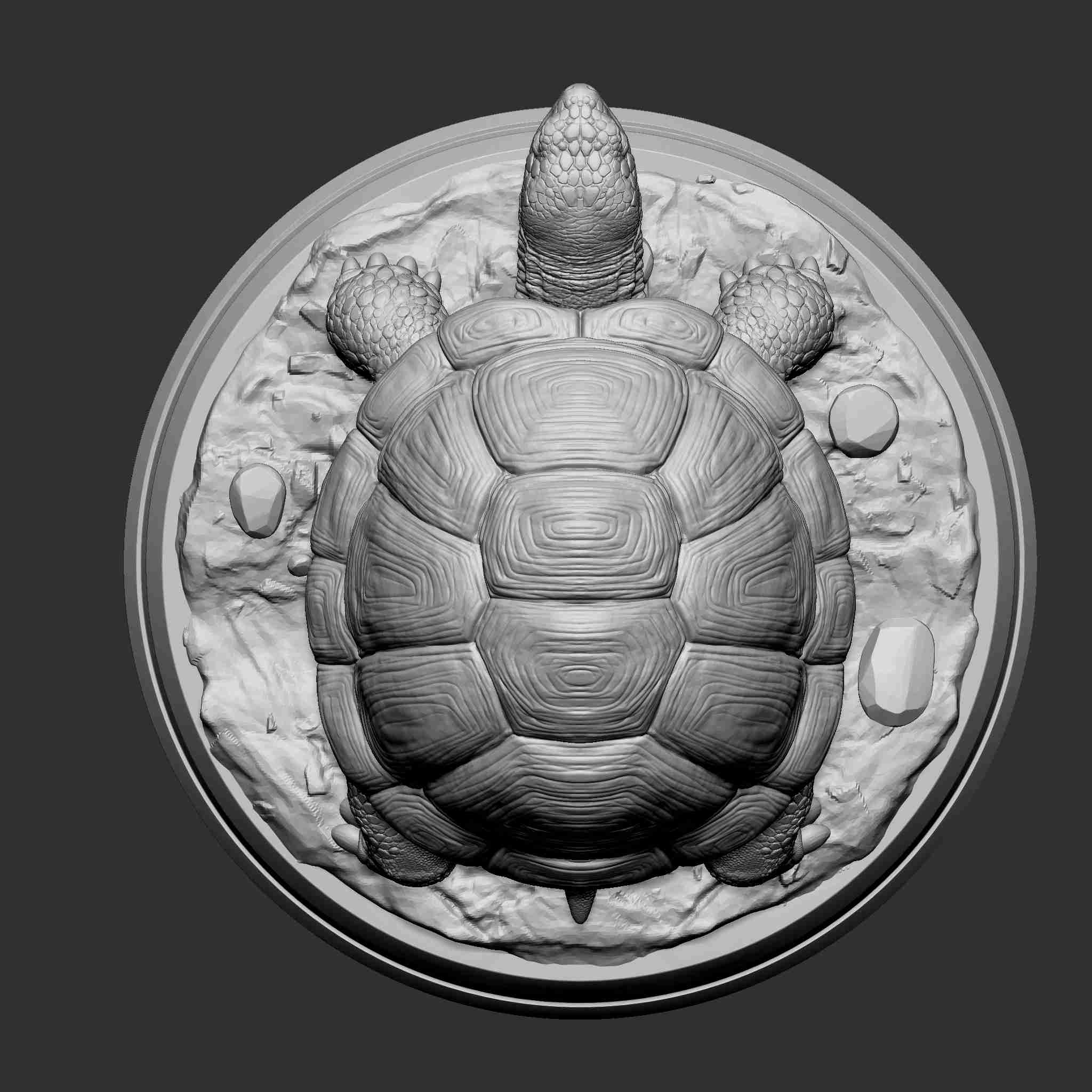 TORTOISE | 3D models download | Creality Cloud