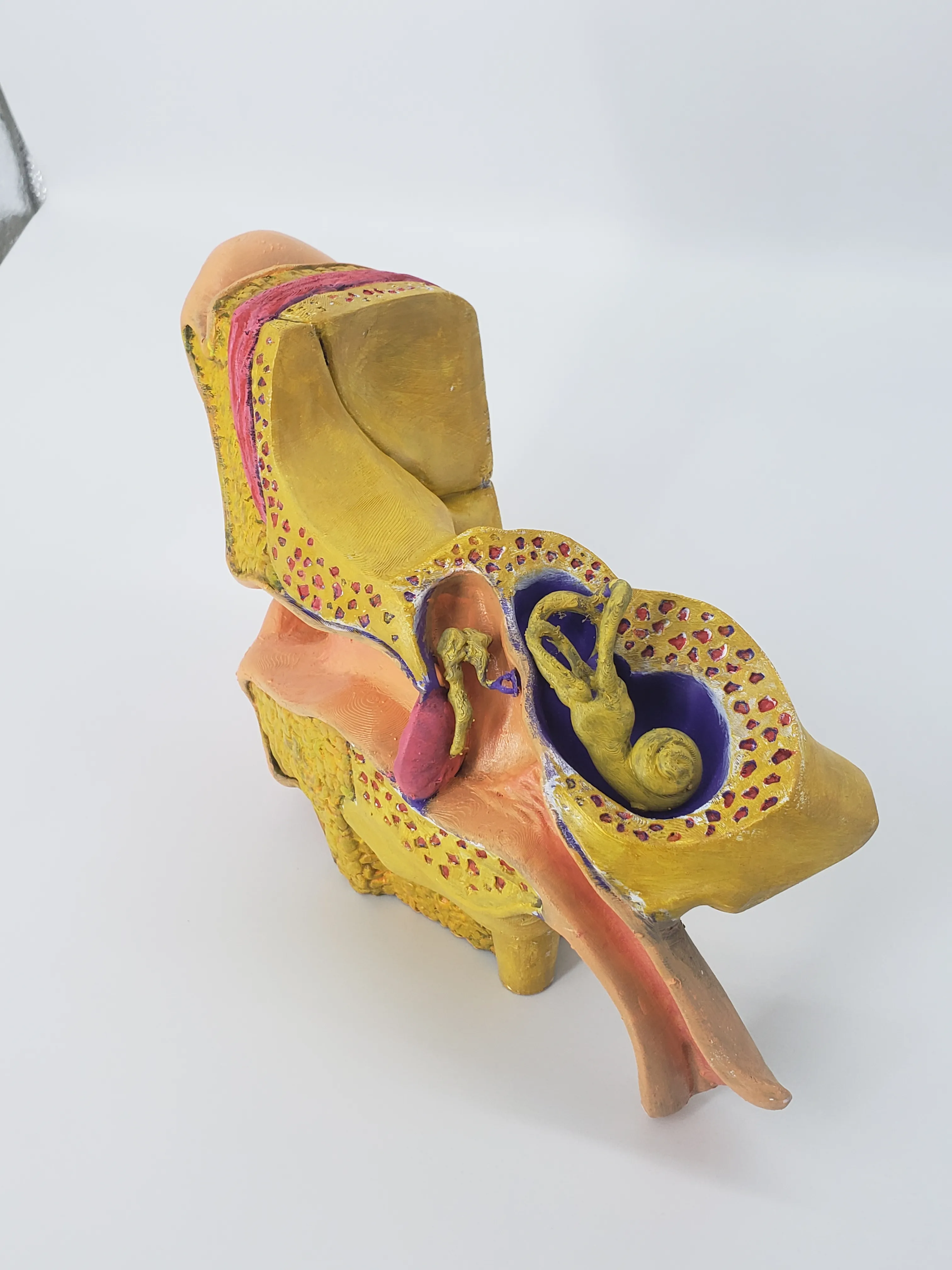 Other STL Download - Anatomy of the Ear Cross-Sectional 3D Printby ...