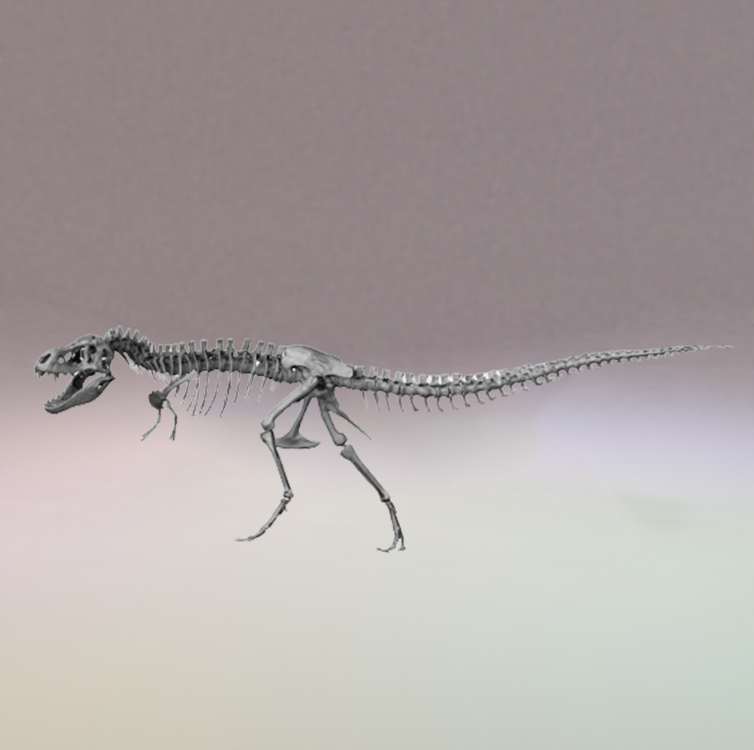 Tyrannosaurus Rex Skeleton | 3D models download | Creality Cloud