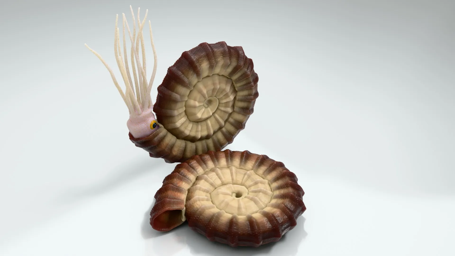 Characters & Creatures STL Download - Ammonite - Ammonoids printby arti4077