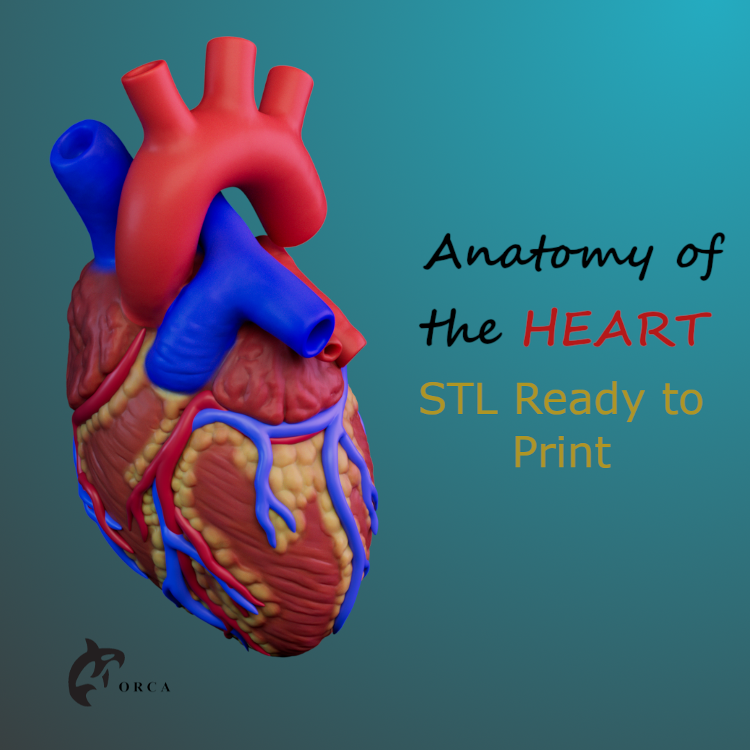 HEART ANATOMY FOR EDUCATION | 3D models download | Creality Cloud