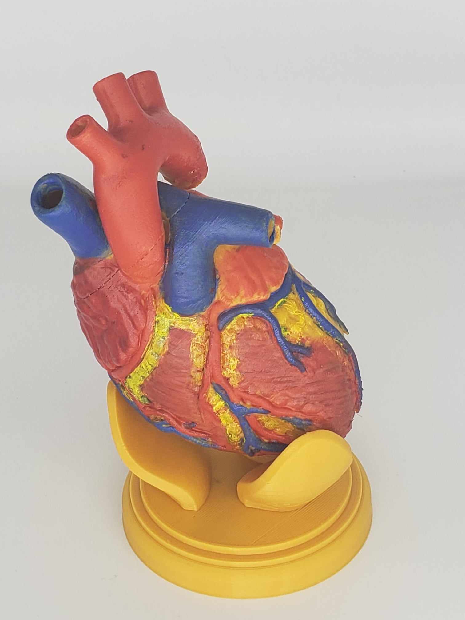 HEART ANATOMY FOR EDUCATION | 3D models download | Creality Cloud