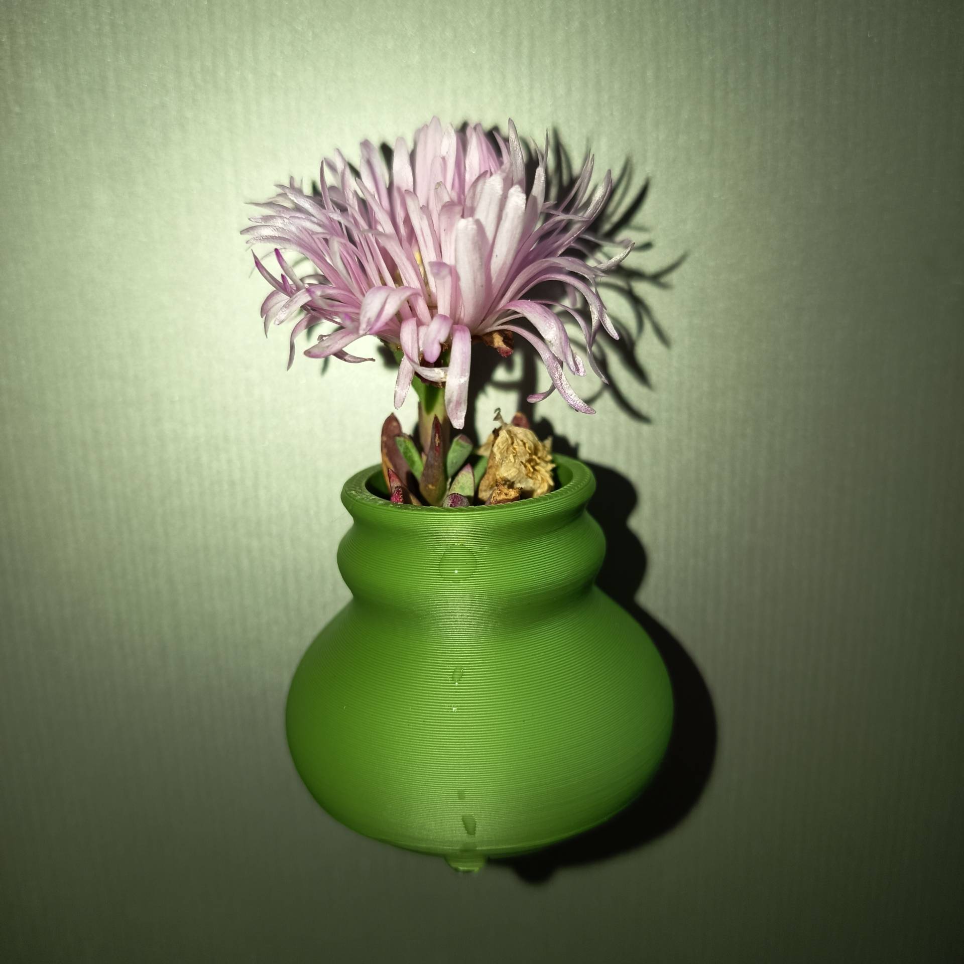 3D Printer Files | 3MF File | 🌸 Fridge Bloom Pots | Creality Cloud