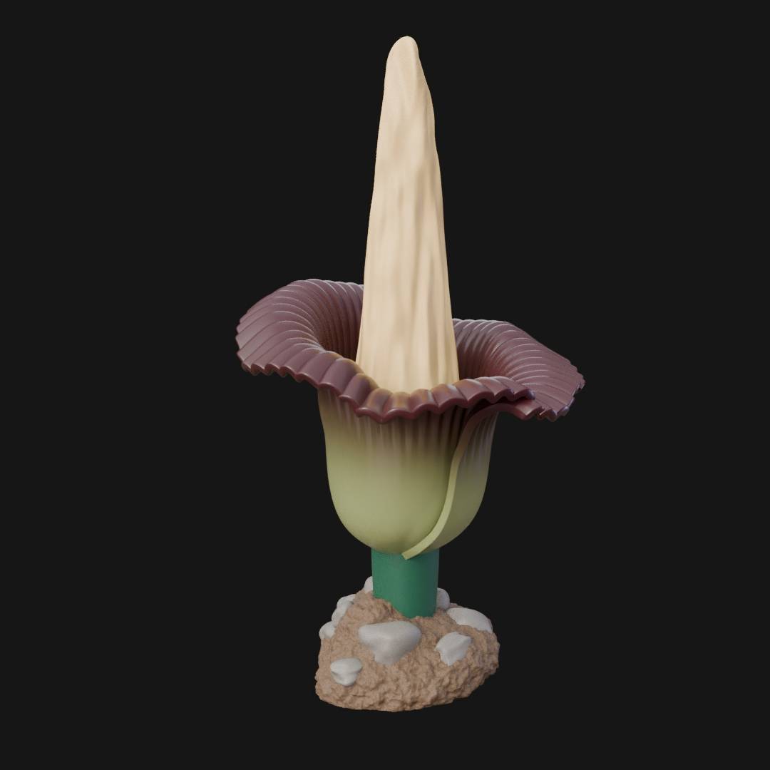 Props & Terrain STL Download - The Titan Arum Flower 3D model (Bunga ...