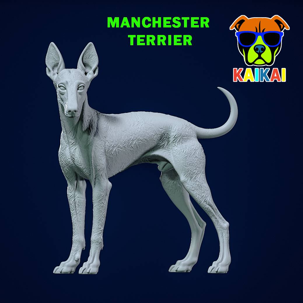 Characters & Creatures STL Download - Manchester Terrier Dog model - 3D ...