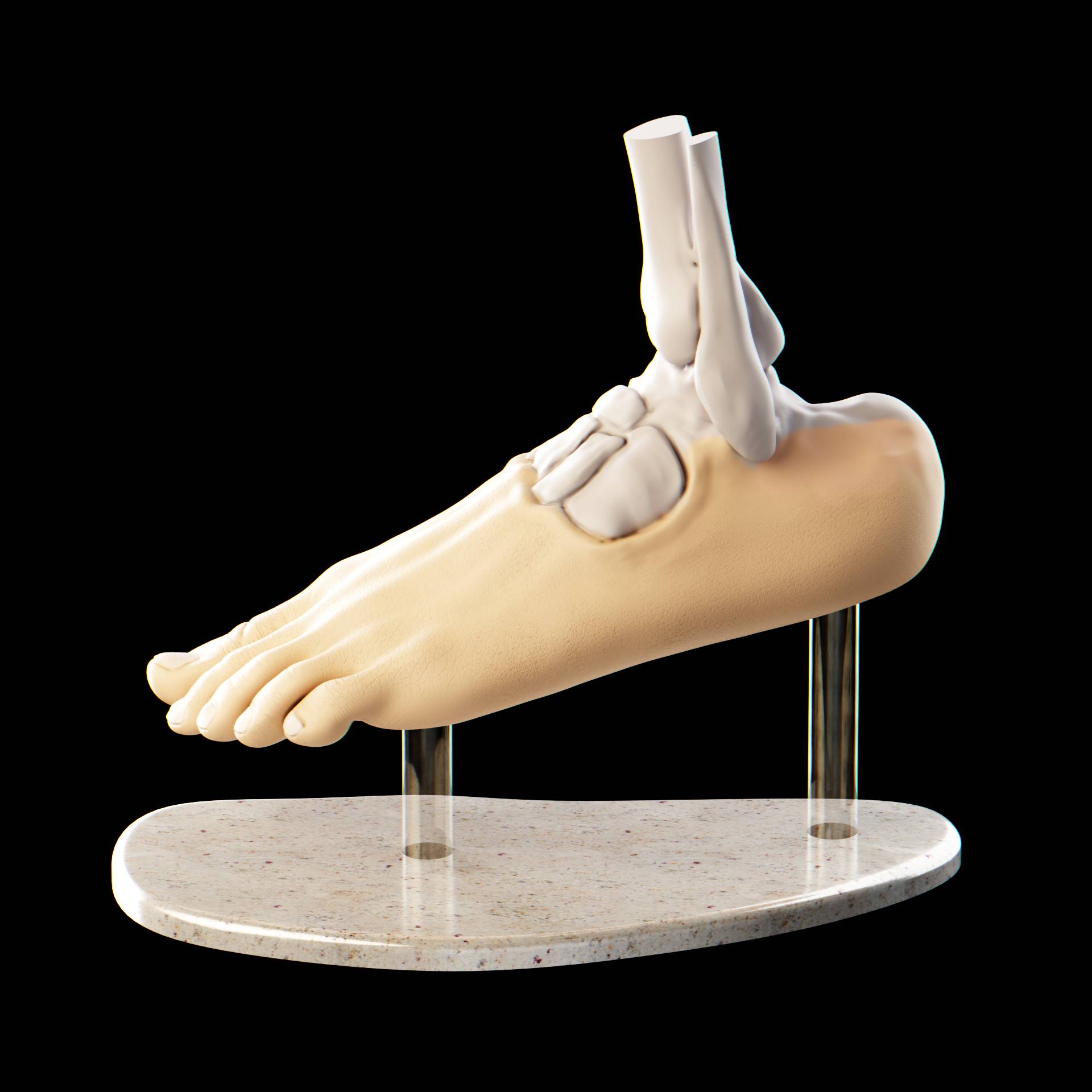 Sculptures & Artworks STL Download - 🦶Anatomical Foot Model - With ...