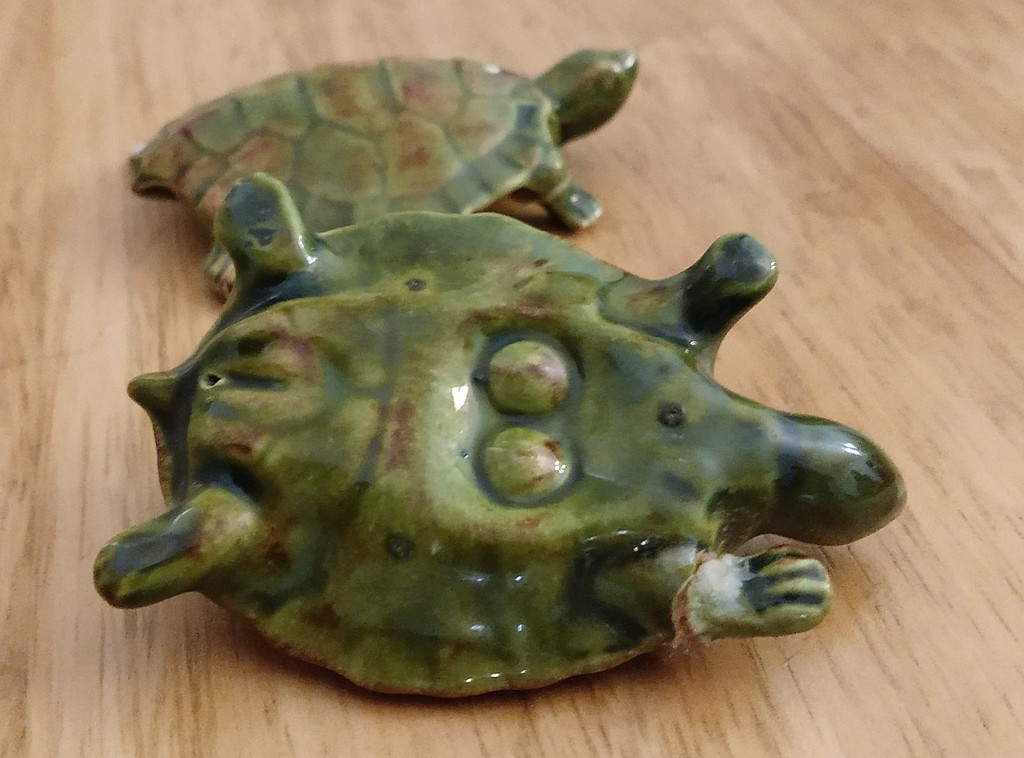 Mr & Mrs Turtle (Adult) Surprise Underside | 3D models download ...