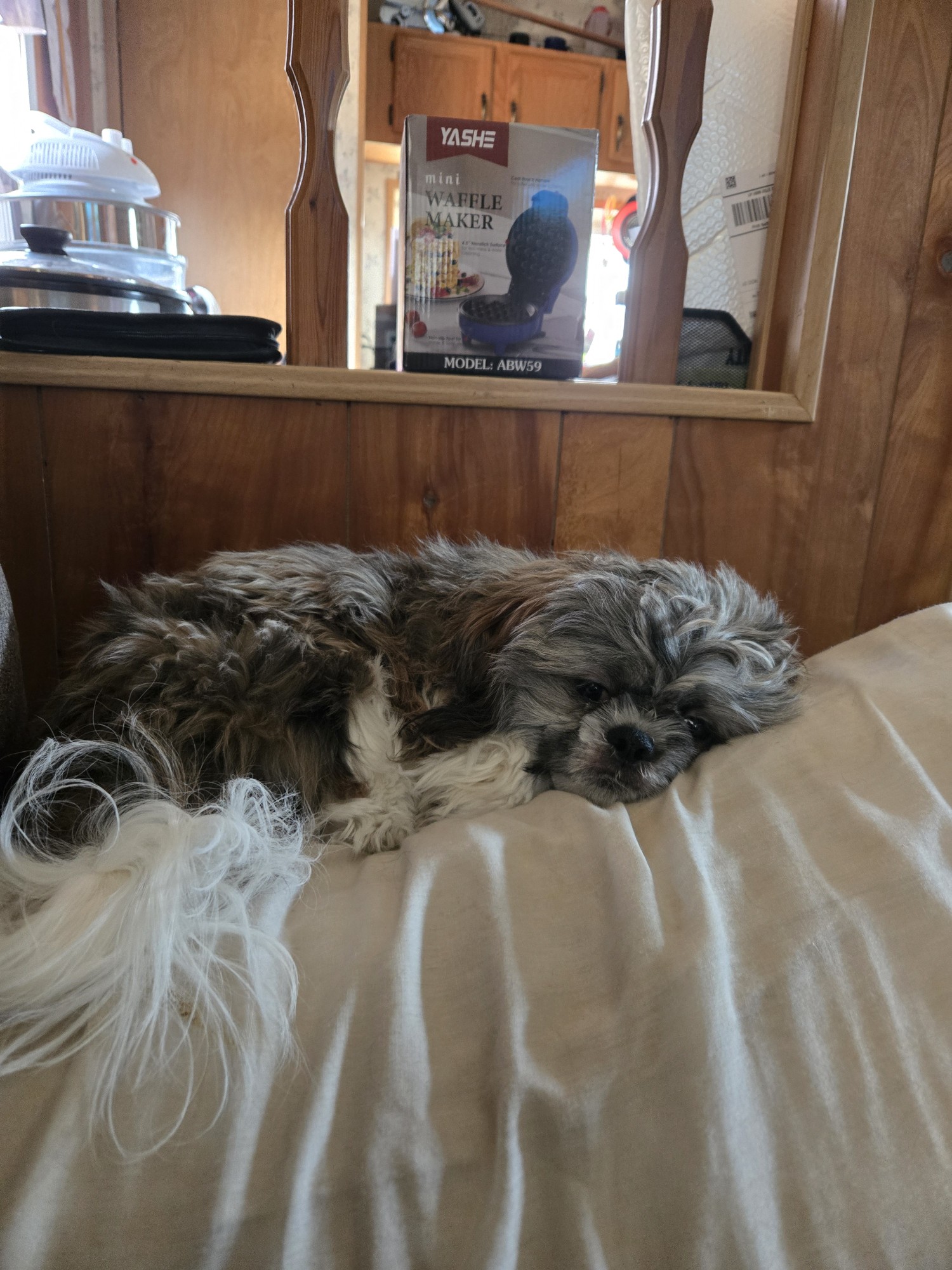 my dog Bear Bear | Creality Cloud