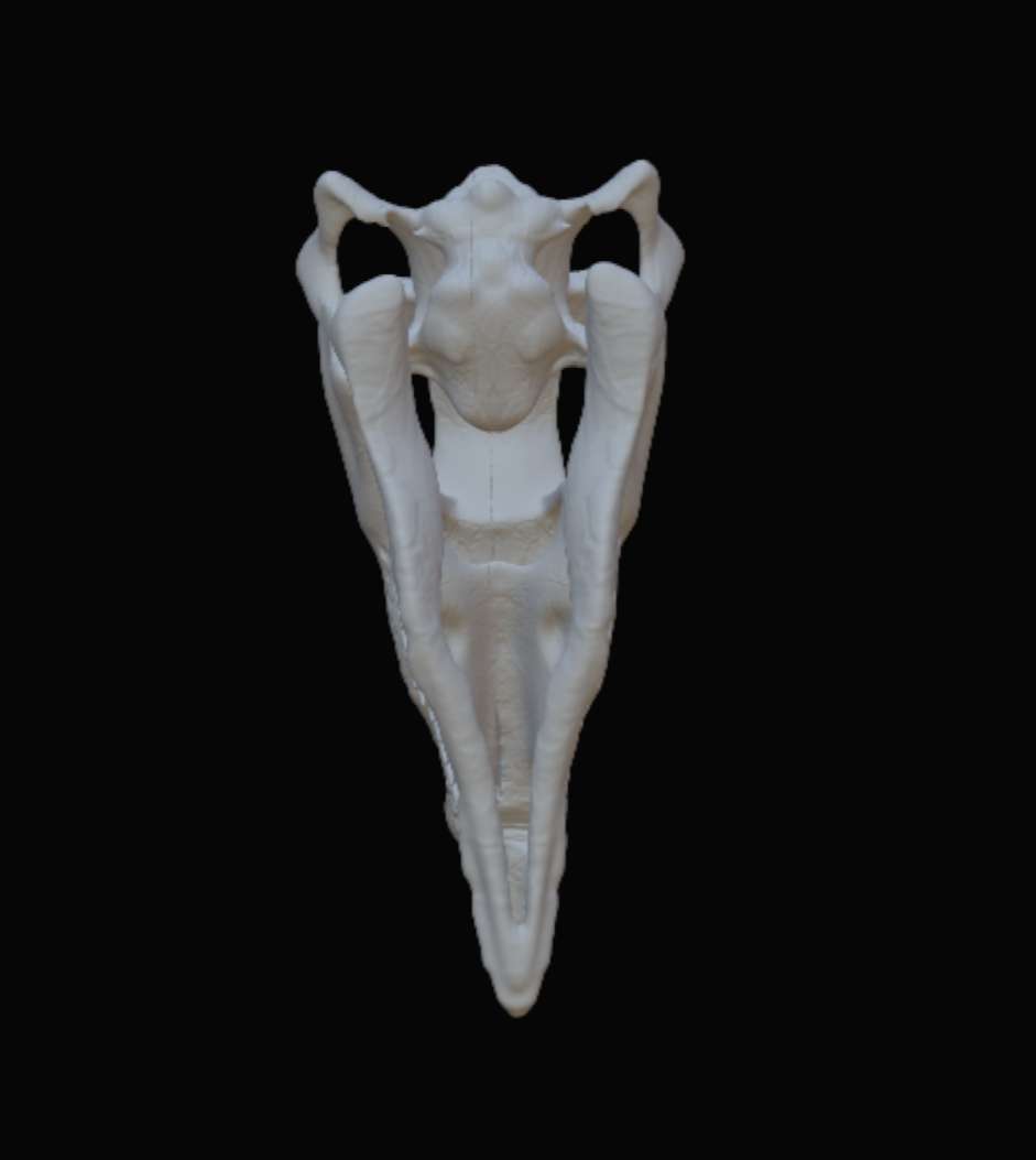 velociraptor skull | 3D models download | Creality Cloud