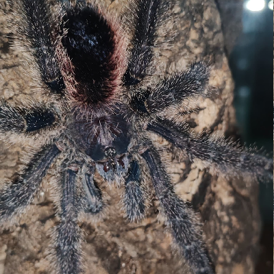 Charl R Hall | 3D Models