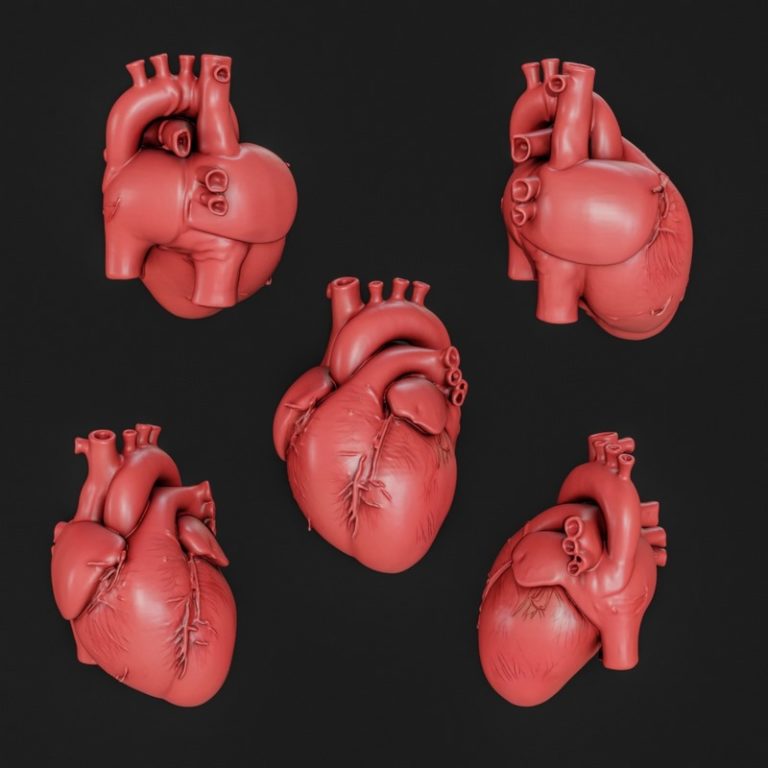 Props & Terrain STL Descarga - Human Heart Anatomy - eeyore