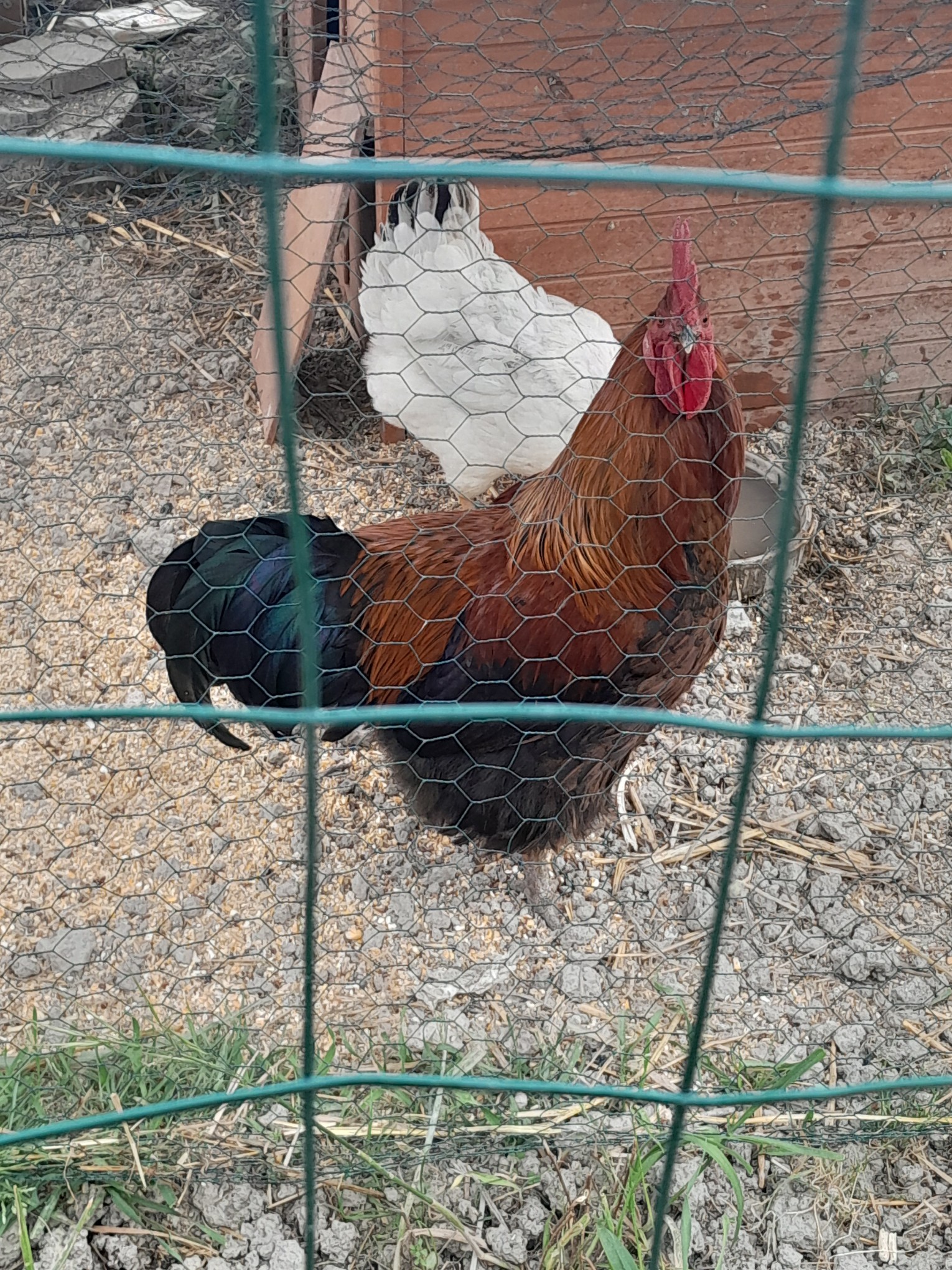 gallo ma si può fare con immagine e trasferire in un modello 3d ...