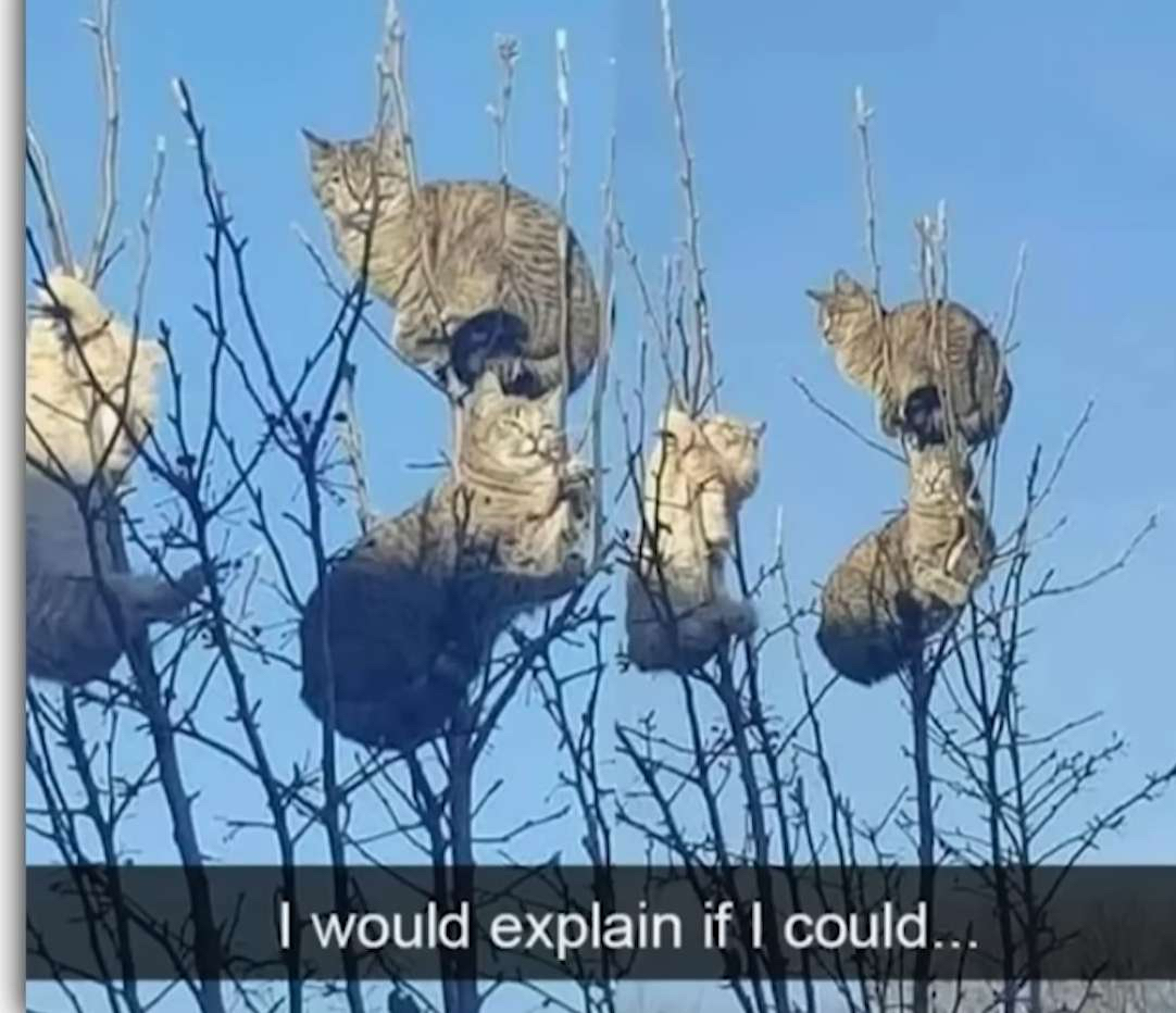Cat meme 3 | Creality Cloud
