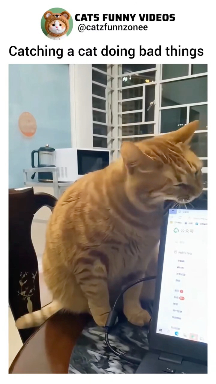 Cat meme five | Creality Cloud