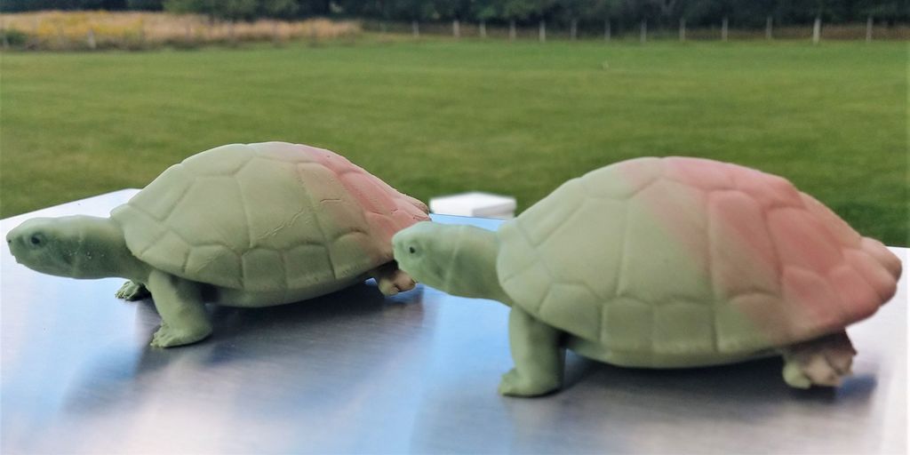 Mr & Mrs Turtle (Adult) Surprise Underside | 3D models download ...