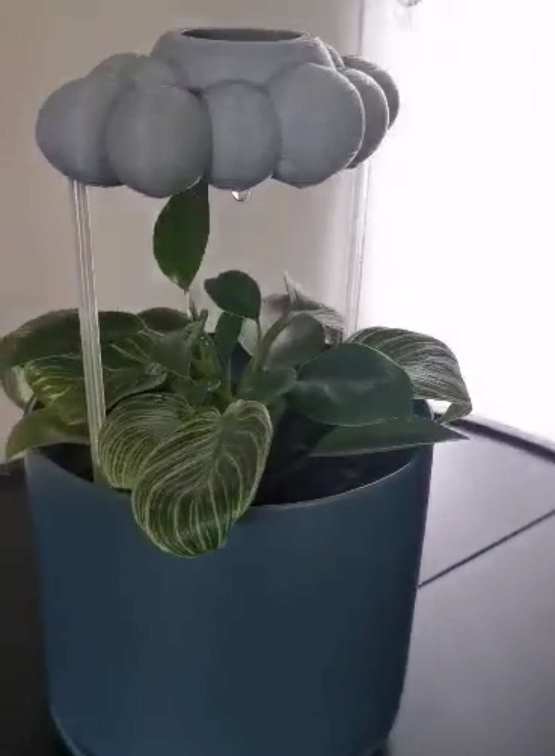 self watering rain cloud for indoor plants | 3D models download ...