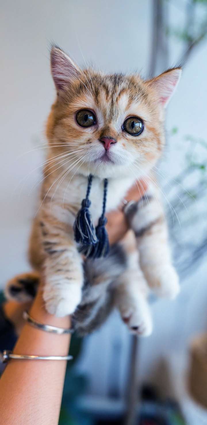 A Cat | Creality Cloud