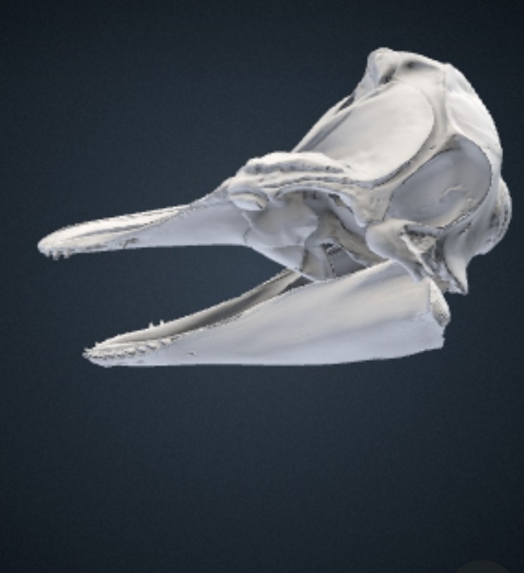 3D Printer Files | 3MF File | Pilot Whale Skull and Mandible | Creality ...
