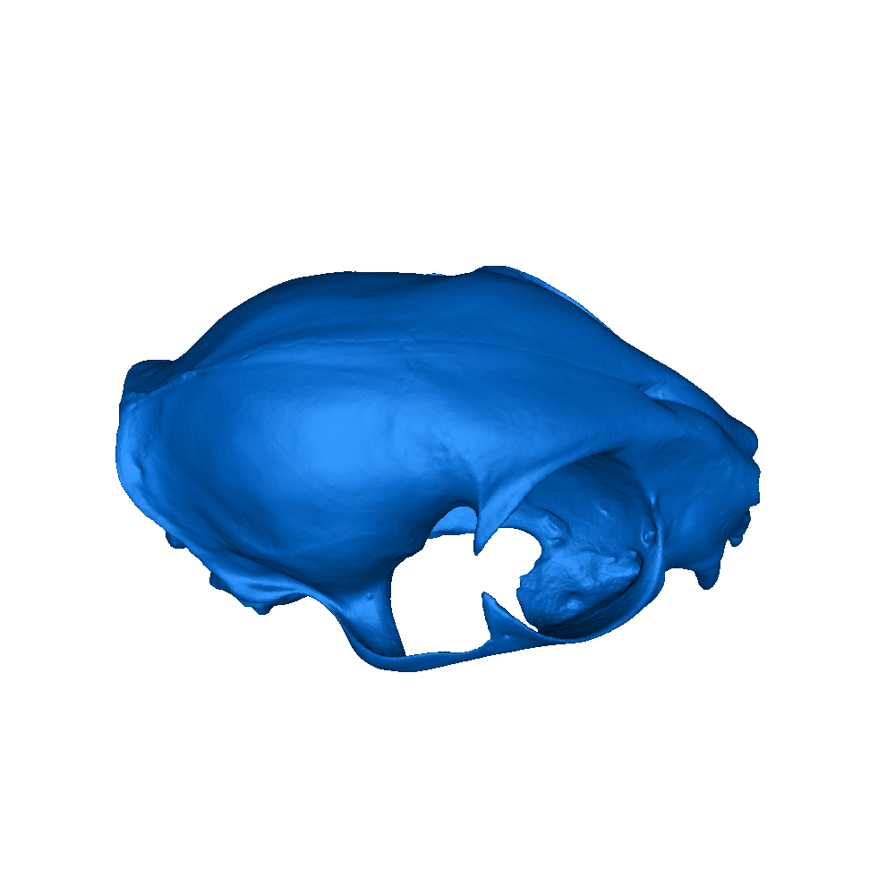 Free Characters & Creatures STL Download - cat skullby Cody Inmon