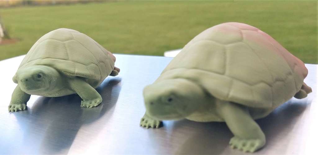 Mr & Mrs Turtle (Adult) Surprise Underside | 3D models download ...