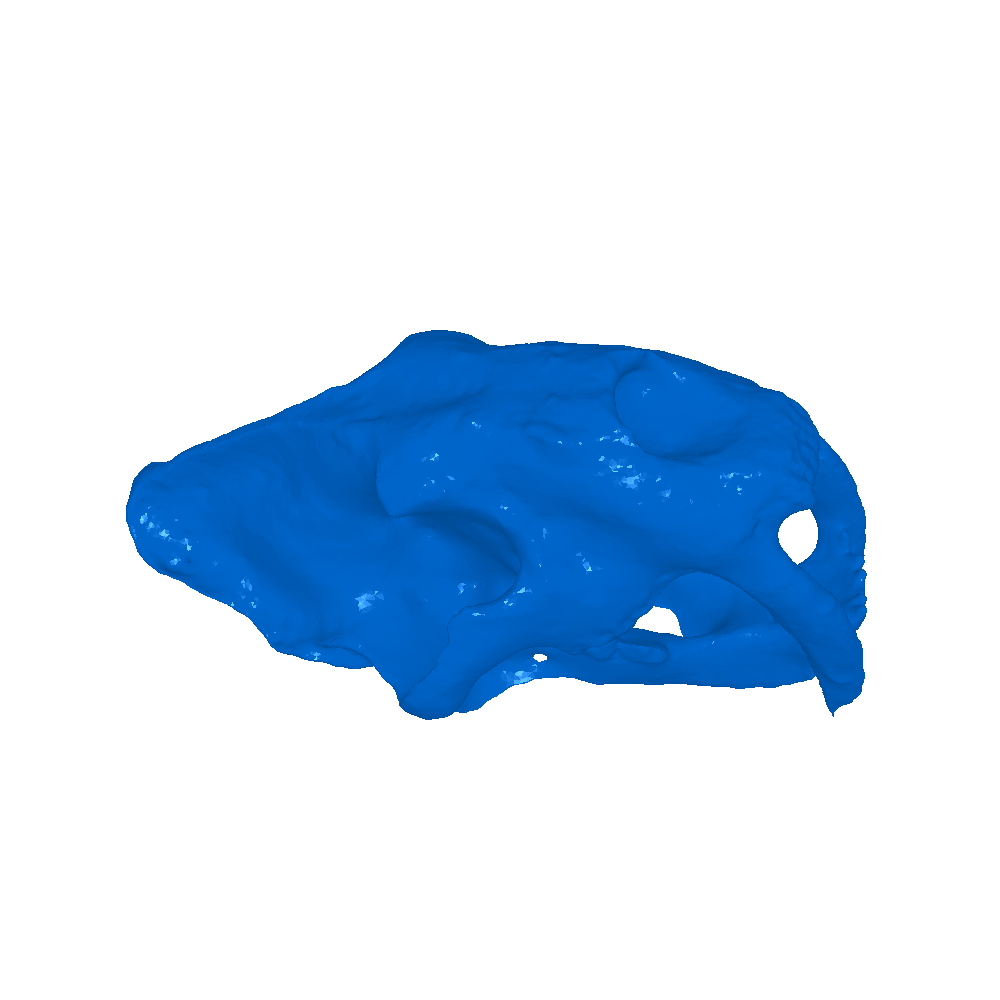 Free Characters & Creatures STL Download - sabertooth skullby Jaundre Stols