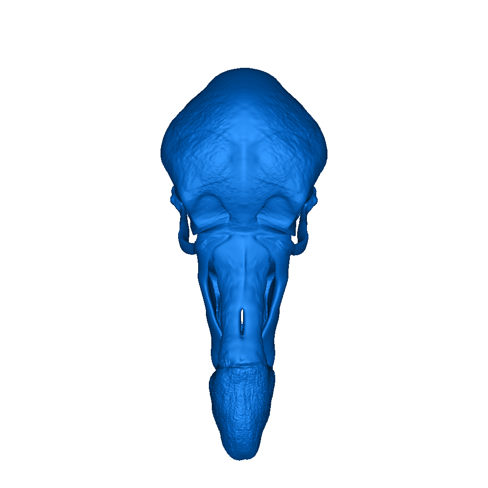 Characters & Creatures STL Download - dodo skull 💀by malbel studio