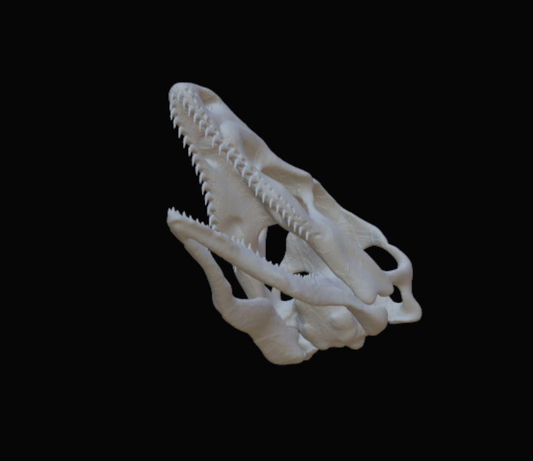 velociraptor skull | 3D models download | Creality Cloud