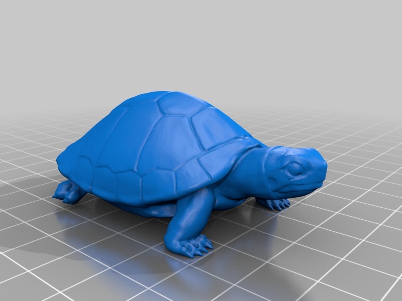 Mr & Mrs Turtle (Adult) Surprise Underside | 3D models download ...