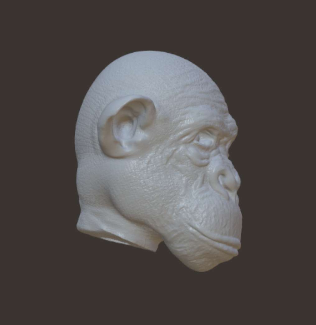 chimpanzee head | 3D models download | Creality Cloud