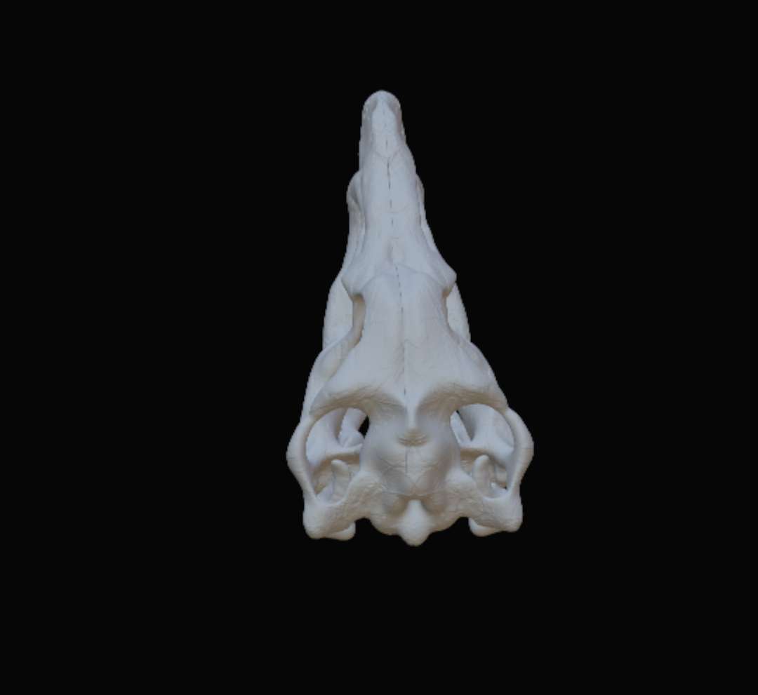 velociraptor skull | 3D models download | Creality Cloud