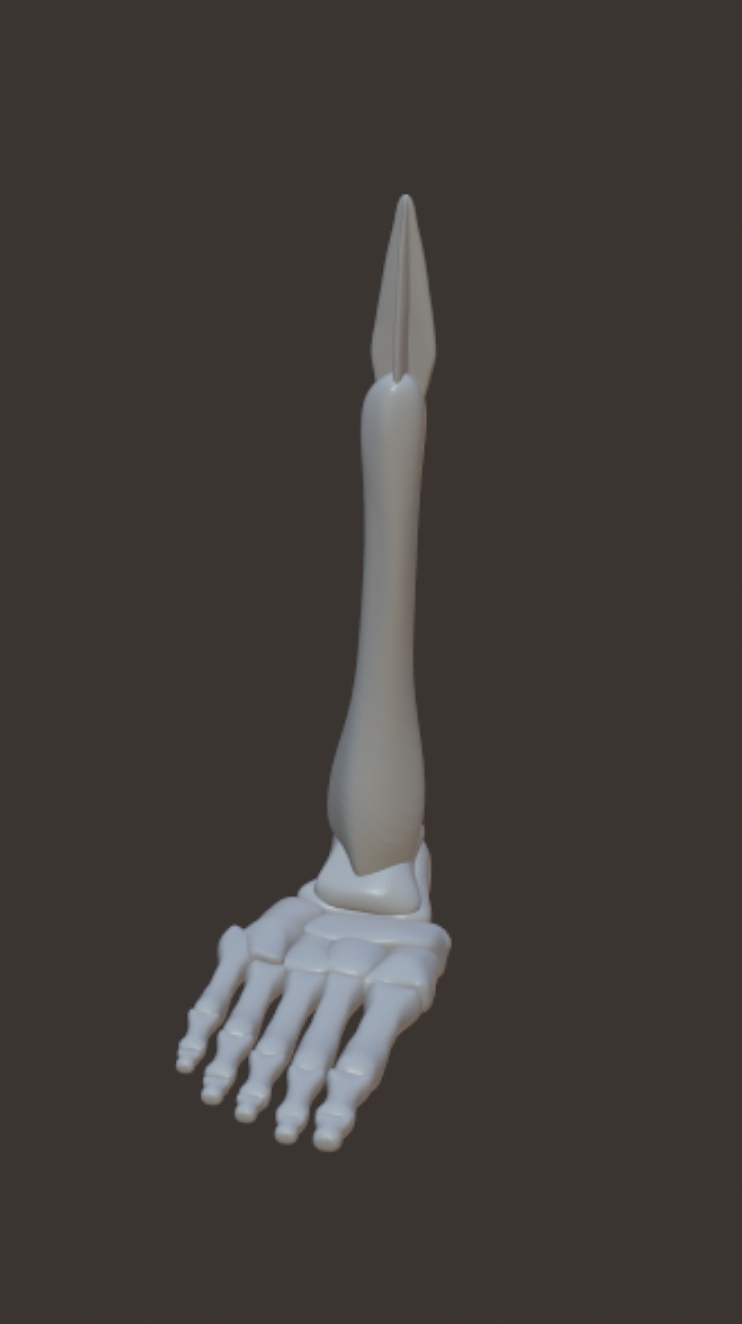 skeleton foot | 3D models download | Creality Cloud