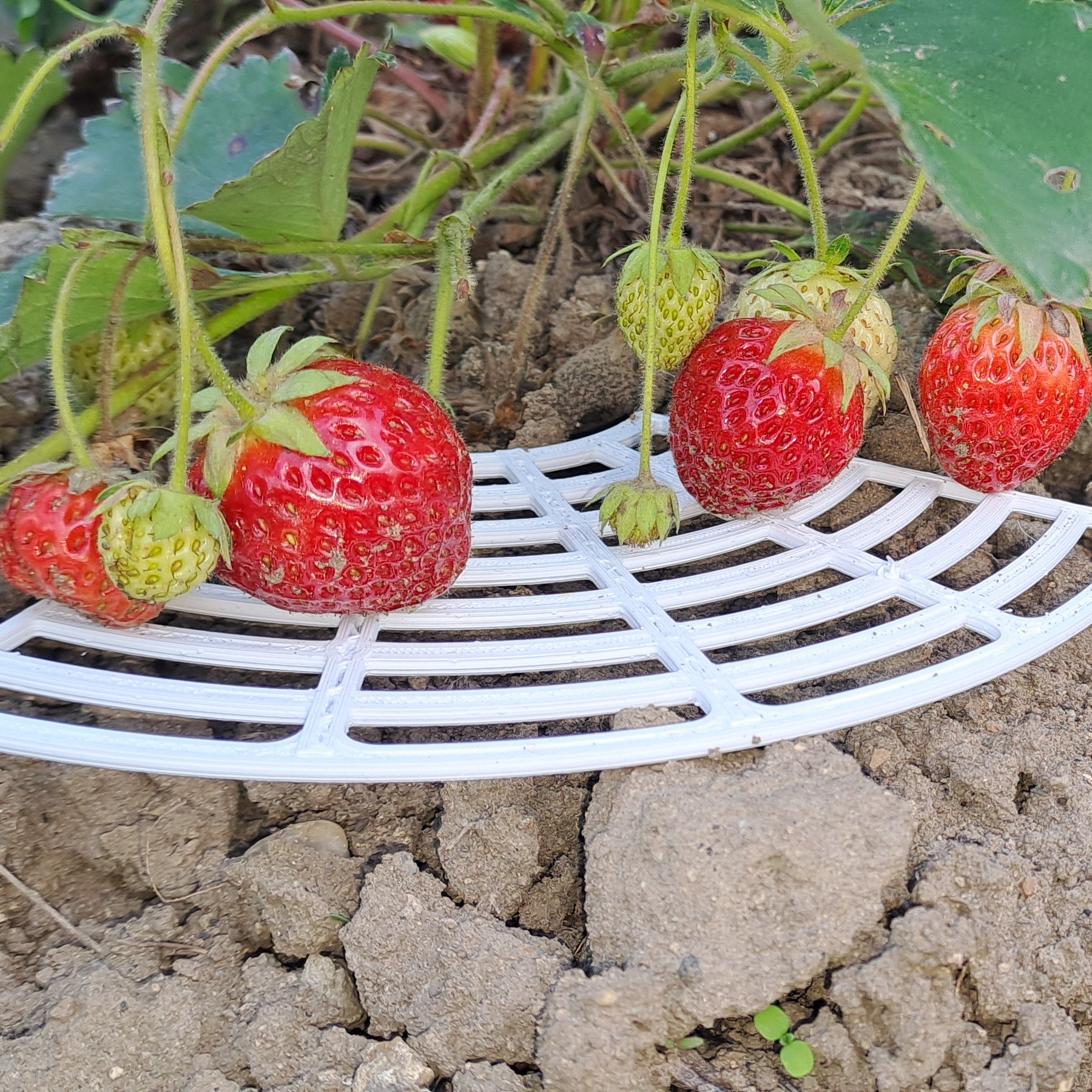 Free Home Decorations & Ornaments STL Download - Strawberry supportby ...